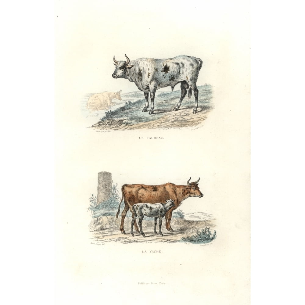 Bull, Cow And Calf Poster Print By ® Florilegius Mary Evans (24 X 36 ...
