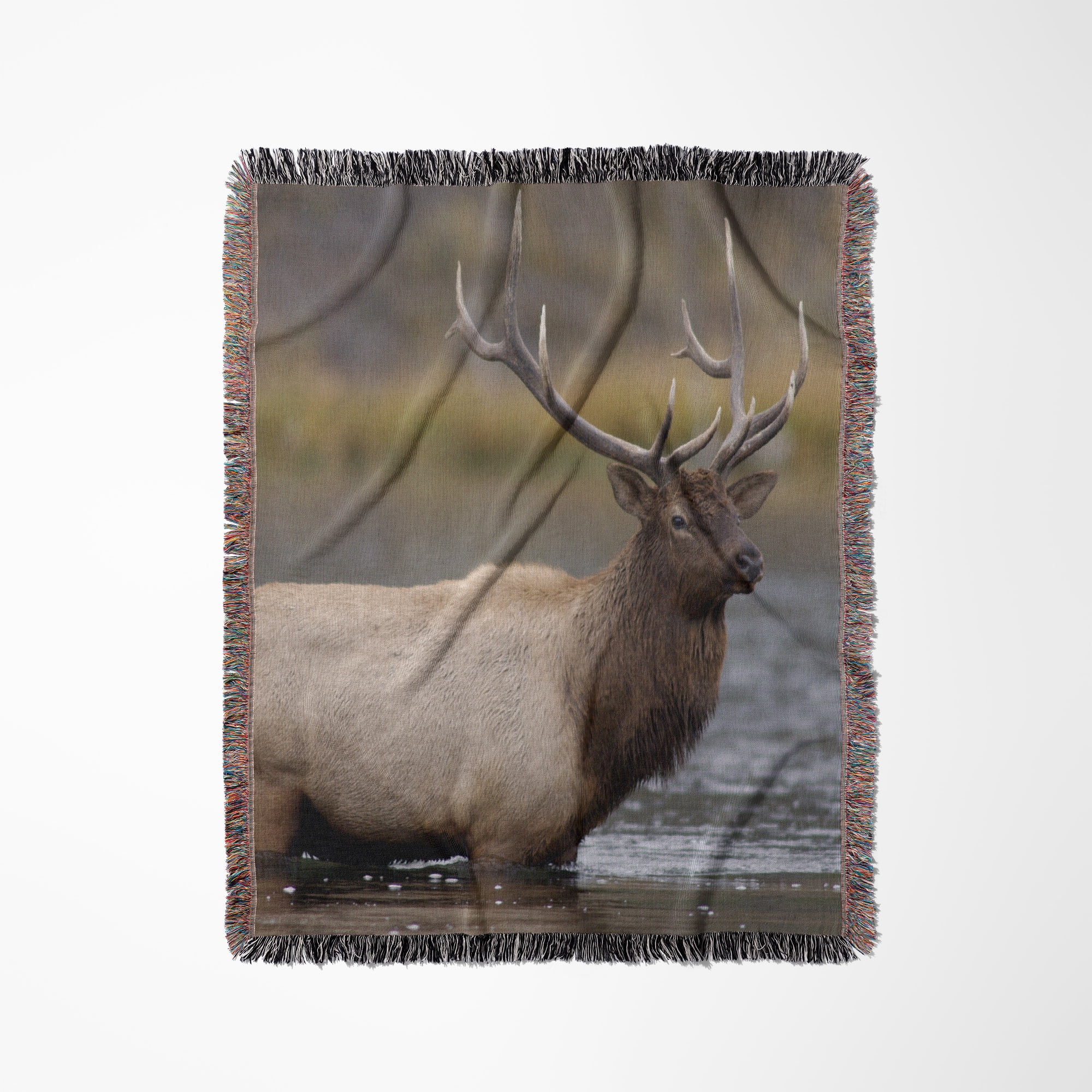 Bull Elk Crossing River, Yellowstone Np, Wyoming - Us51 Rnu0026 - Rolf ...