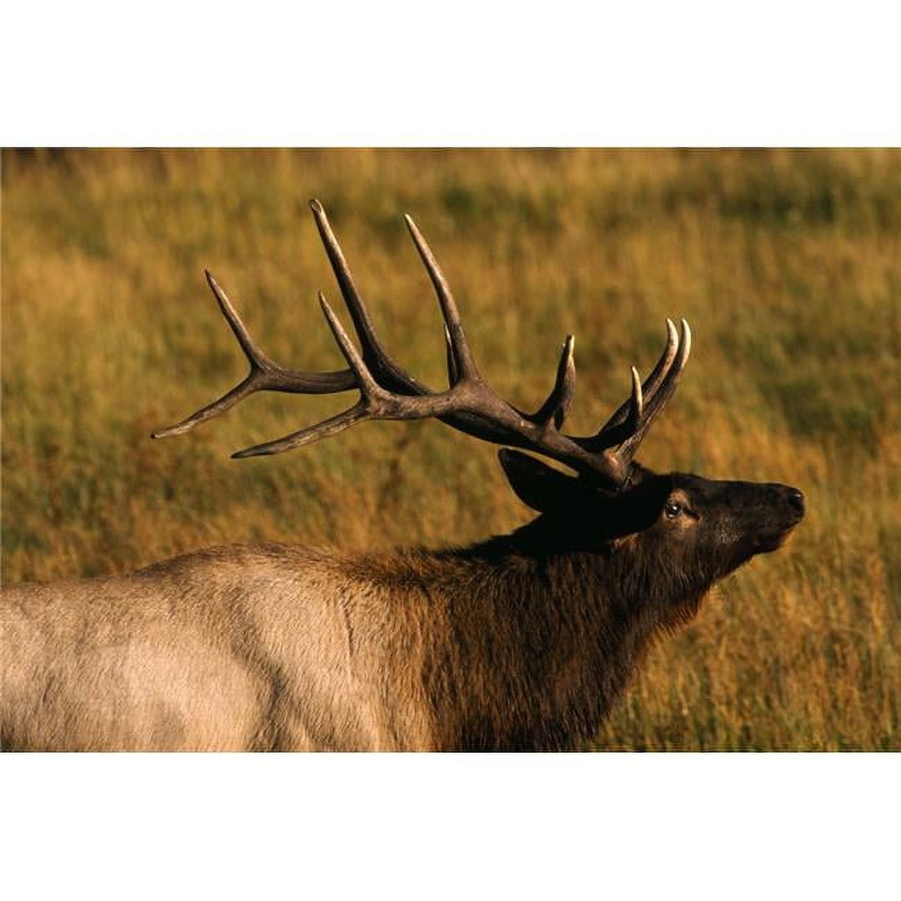 Bull Elk Poster Print by Natural Selection David Ponton, 18 x 12 ...