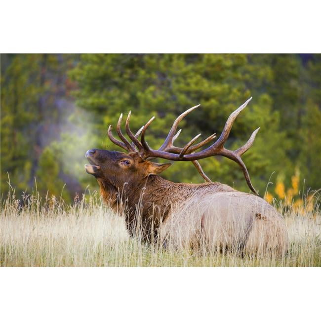 Bull Elk Poster Print - Walmart.com
