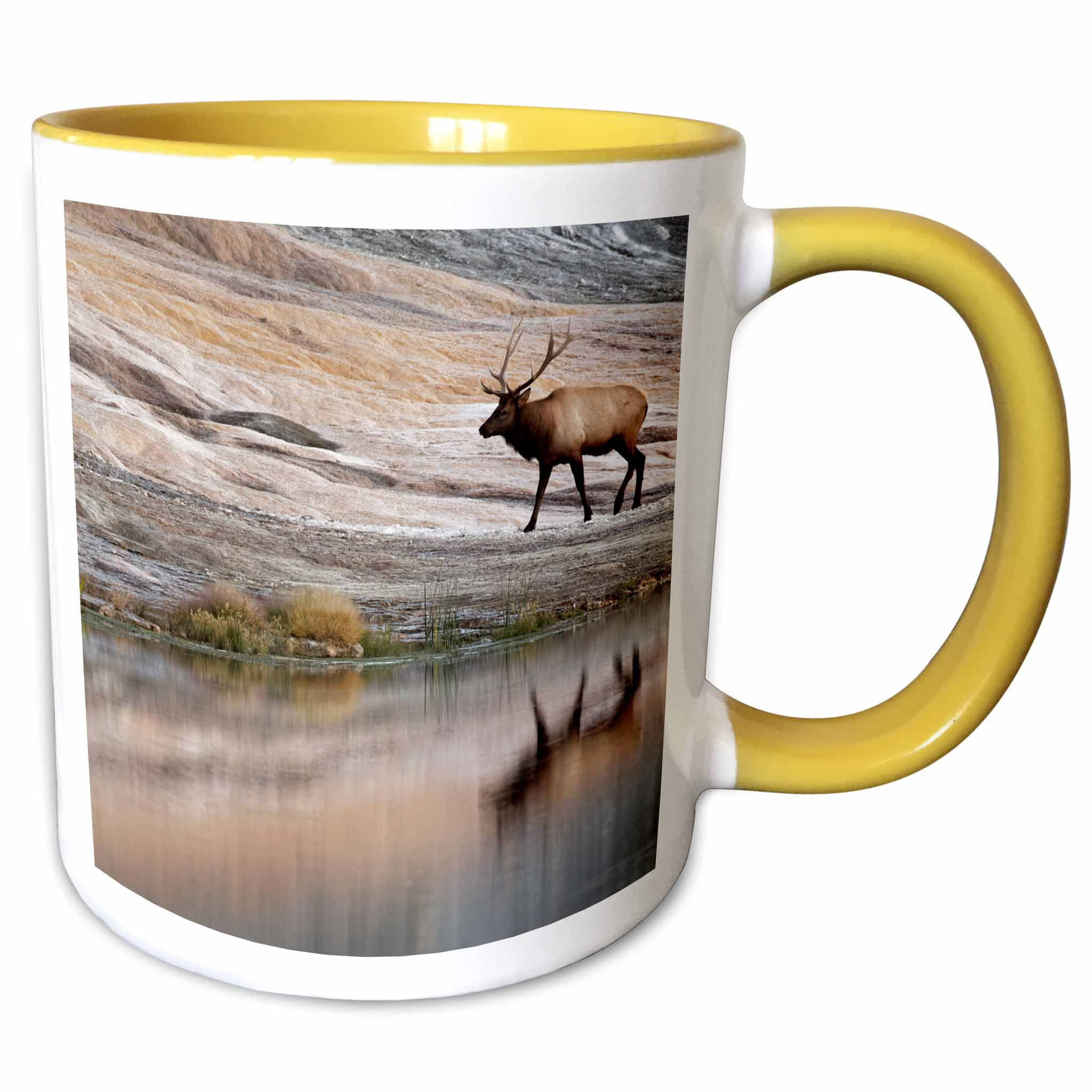 Bull Elk at base of Canary Spring, Yellowstone NP, Wyoming. 15oz Two ...