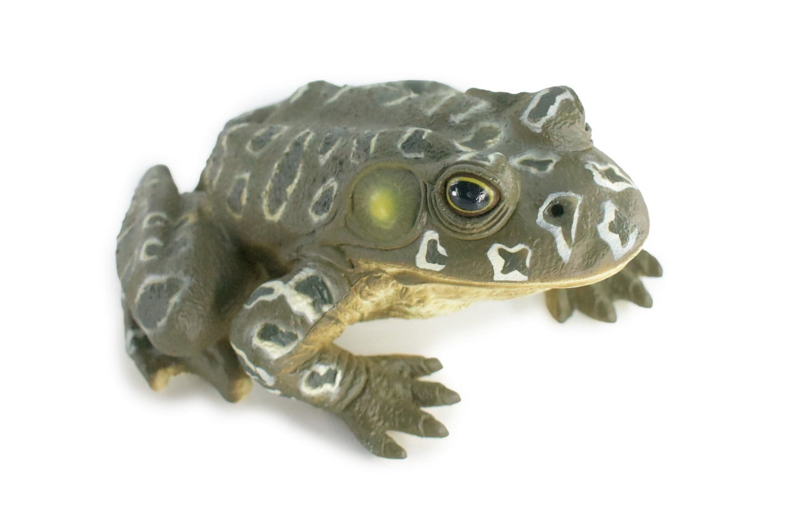 Bull Frog, High Quality, Hand Painted, Hard Rubber Frog, Realistic ...