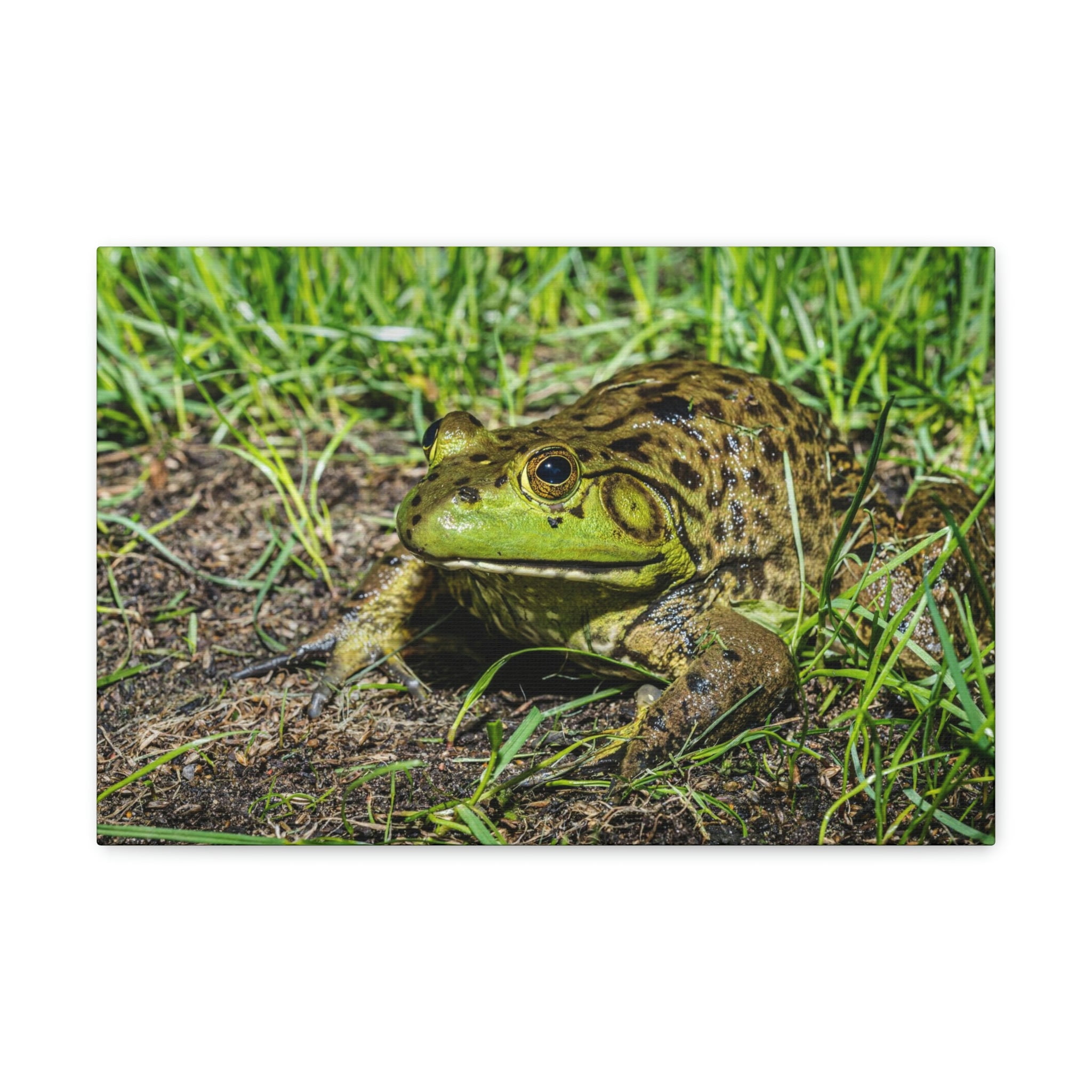 Bull Frog Hunting Bull Frog on Hunt Print Animal Wall Art Wildlife ...