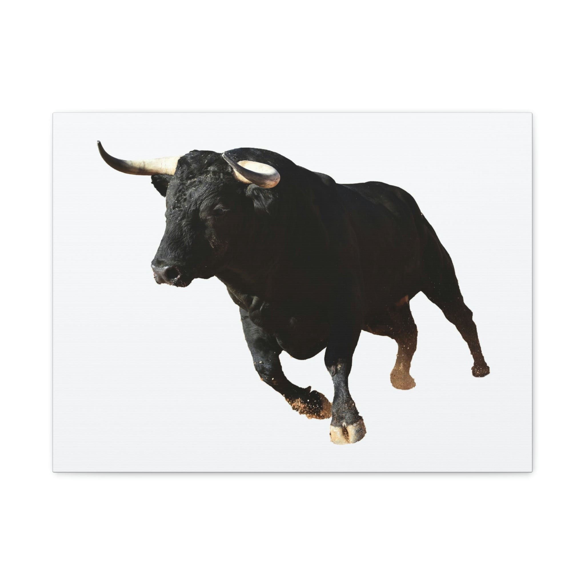 Bull Hunting Bull on Hunt Print Animal Wall Art Wildlife Canvas Prints ...