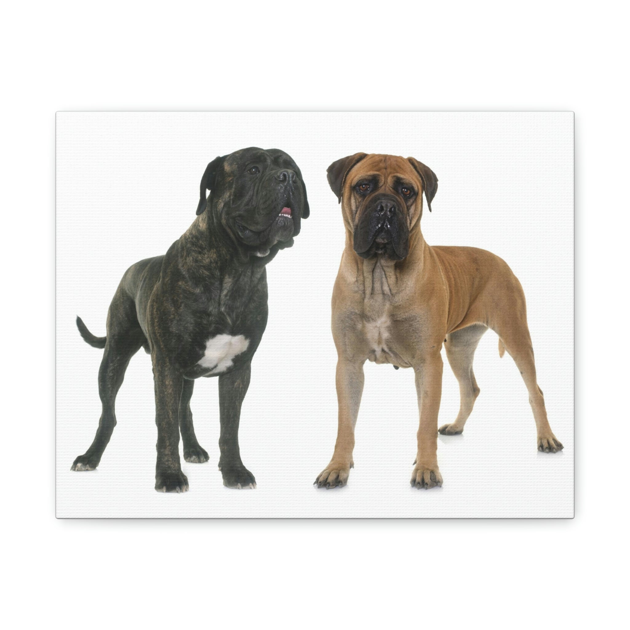 Bull Mastiff Couple Bull Mastiff Troop Print Animal Wall Art Wildlife ...