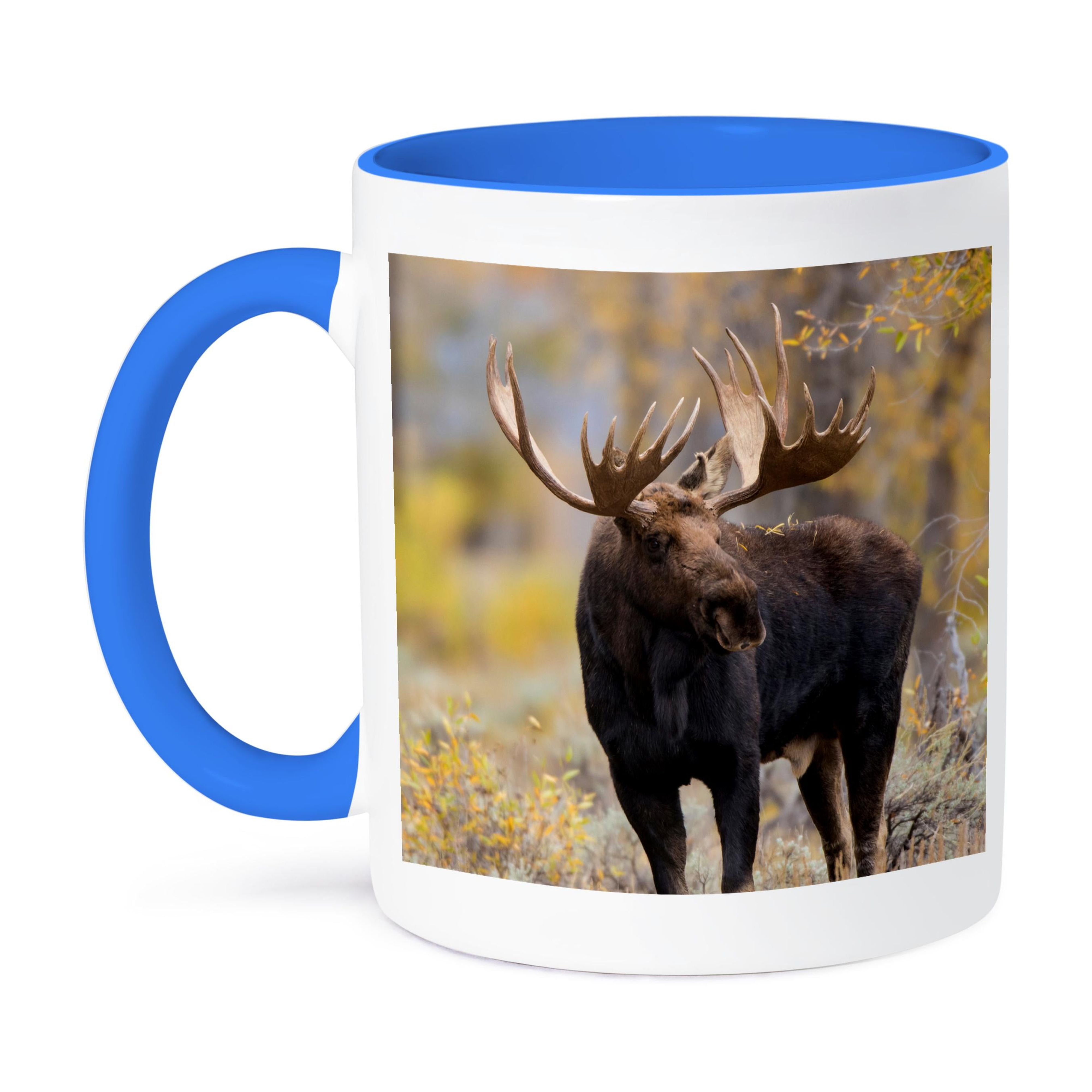 Bull Moose Looks Around, Grand Teton National Park, Wyoming, 15oz Two ...
