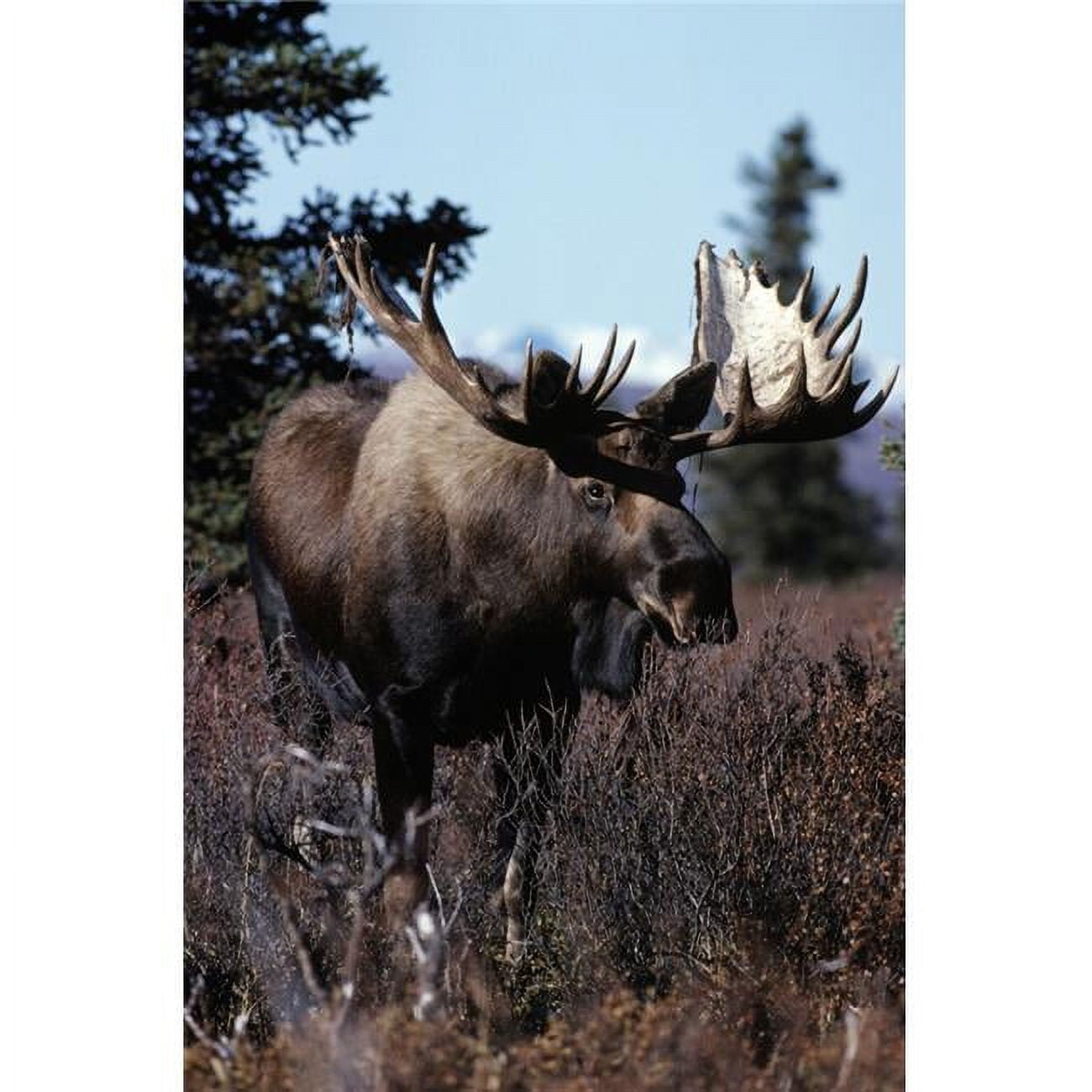 Bull Moose Poster Print - Walmart.com