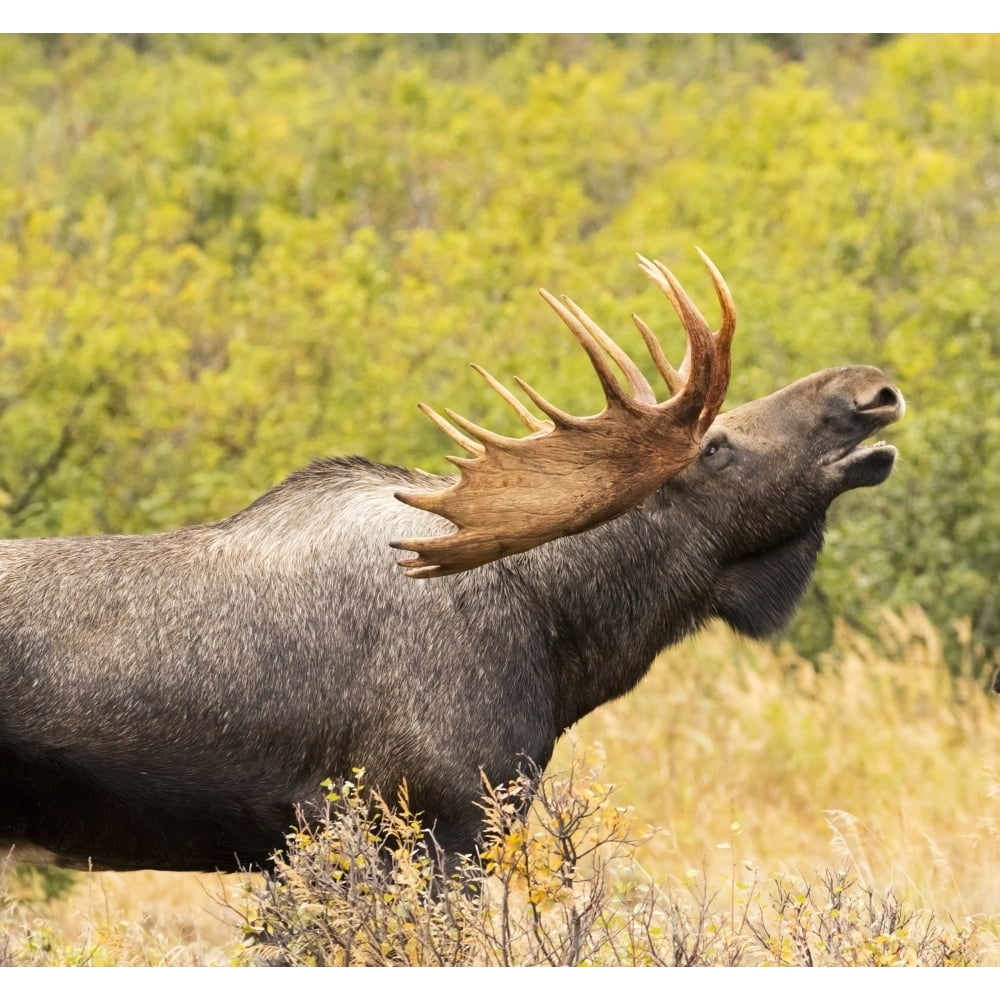 Bull moose doing flehman response to check on cow moose during the rut ...