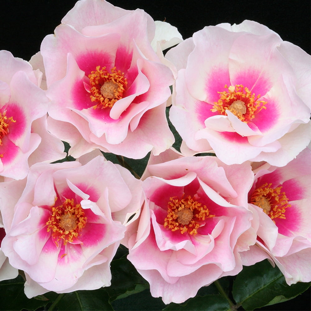Heirloom Roses Bull's Eye Rose Live Shrub - Walmart.com