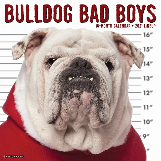Bulldog (Dog Breed) Bad Boys 2021 Wall Calendar (Other) - Walmart.com