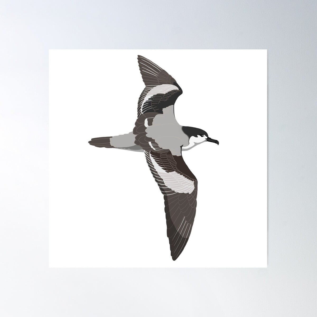 Buller'S Shearwater Poster Wall Art, Modern Wall Decor For Living Room ...