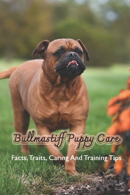 Bullmastiff Puppy Care: Facts, Traits, Caring And Training Tips ...