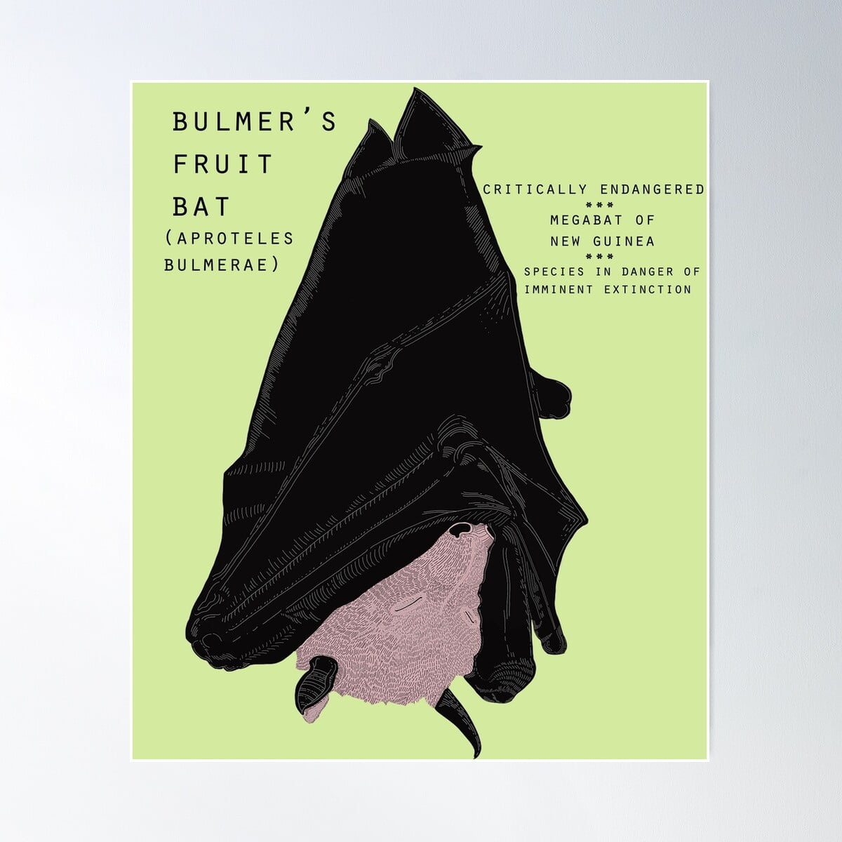 Bulmer'S Fruit Bat (Aproteles Bulmerae) Poster Wall Art, Modern Wall ...