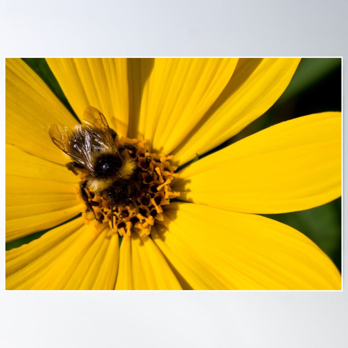 Bumble Bee Busy Working On Yellow A Yellow Daisy Poster Wall Art ...
