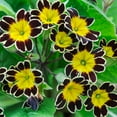 Bumble Bee Primrose Dormant Bare Root Flowering Perennial Starter Plant ...