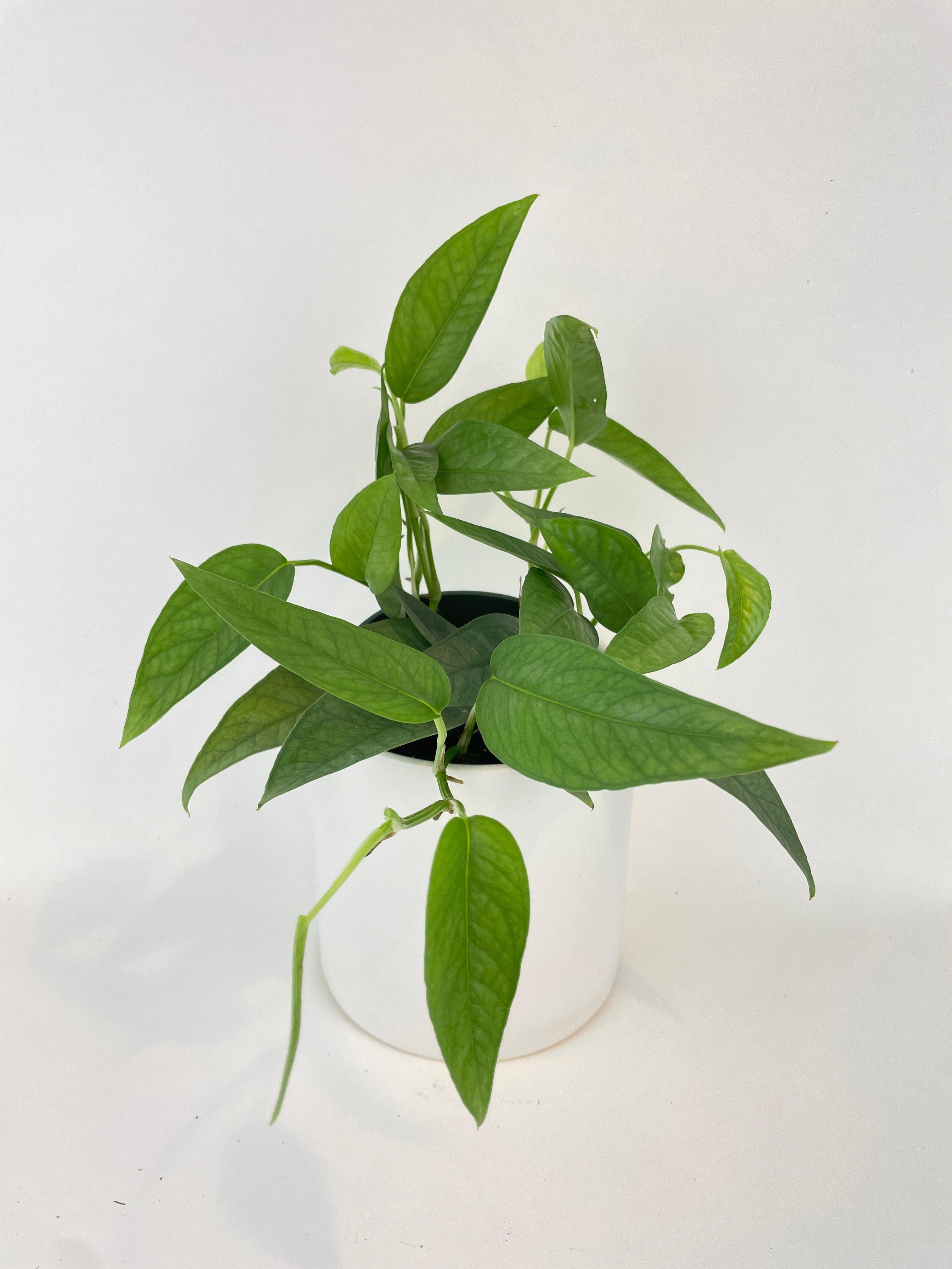 Bumble Plants 12" Cebu Blue Pothos Live Plants in 6" Grower Pots (2 ...