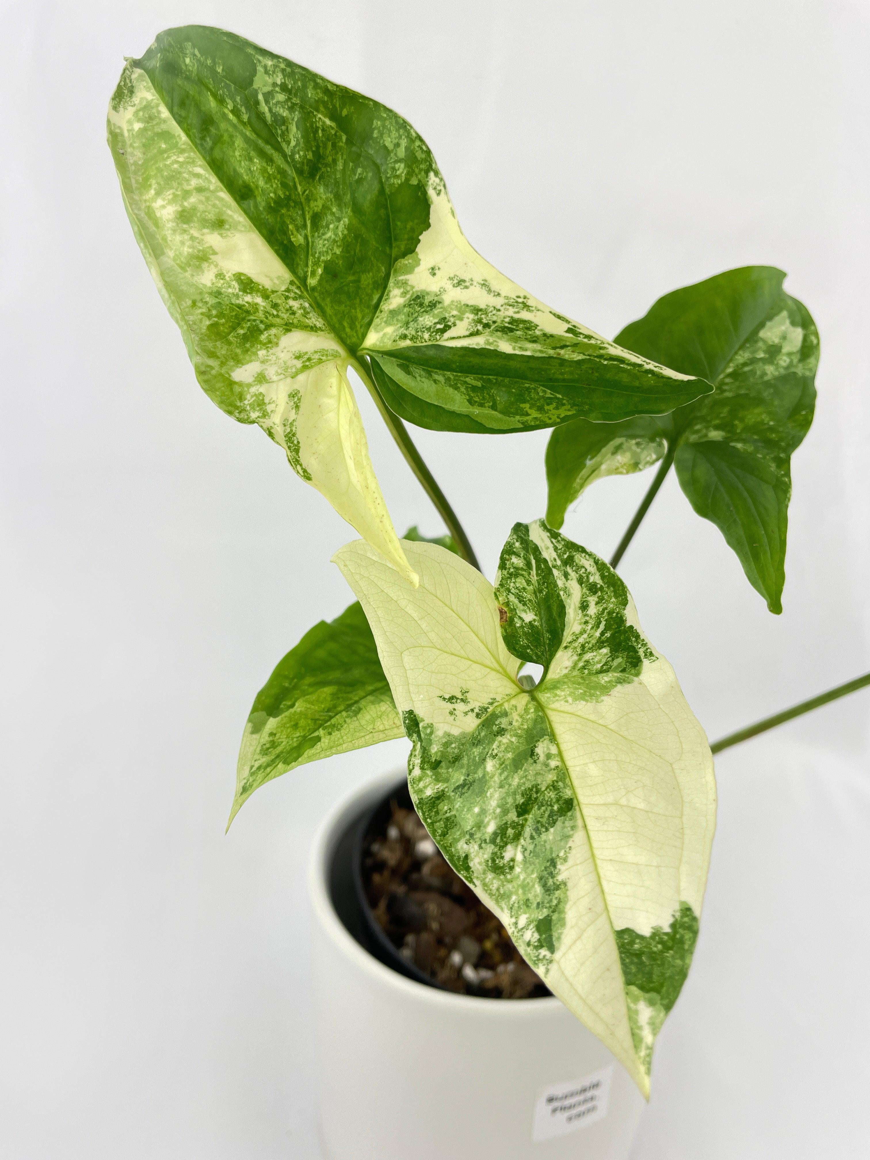 Bumble Plants 12" Marble Syngonium Podophyllum Albo Variegata Live ...