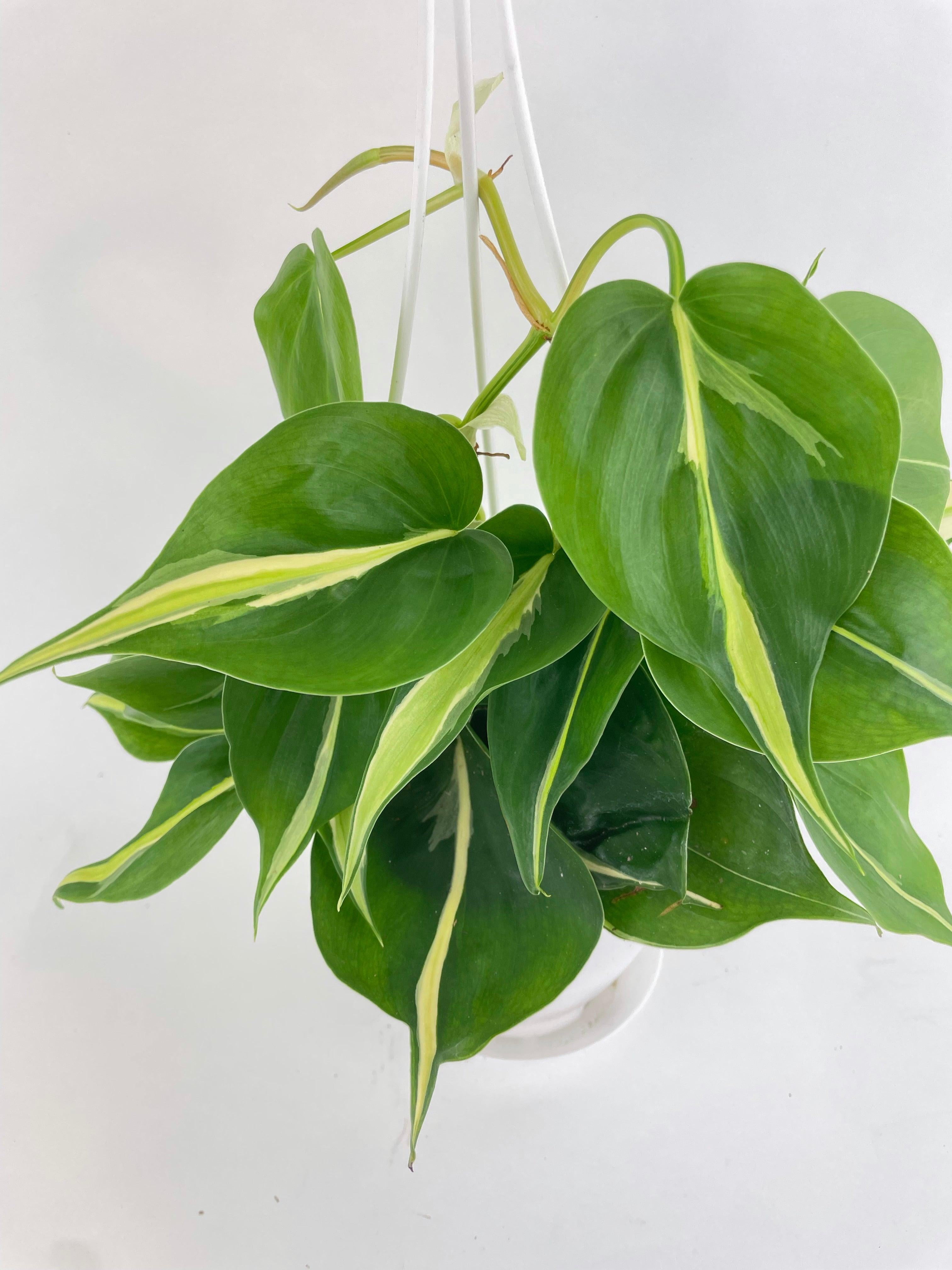 Bumble Plants 12" Philodendron Hederaceum Silver Stripe Live Plants in ...