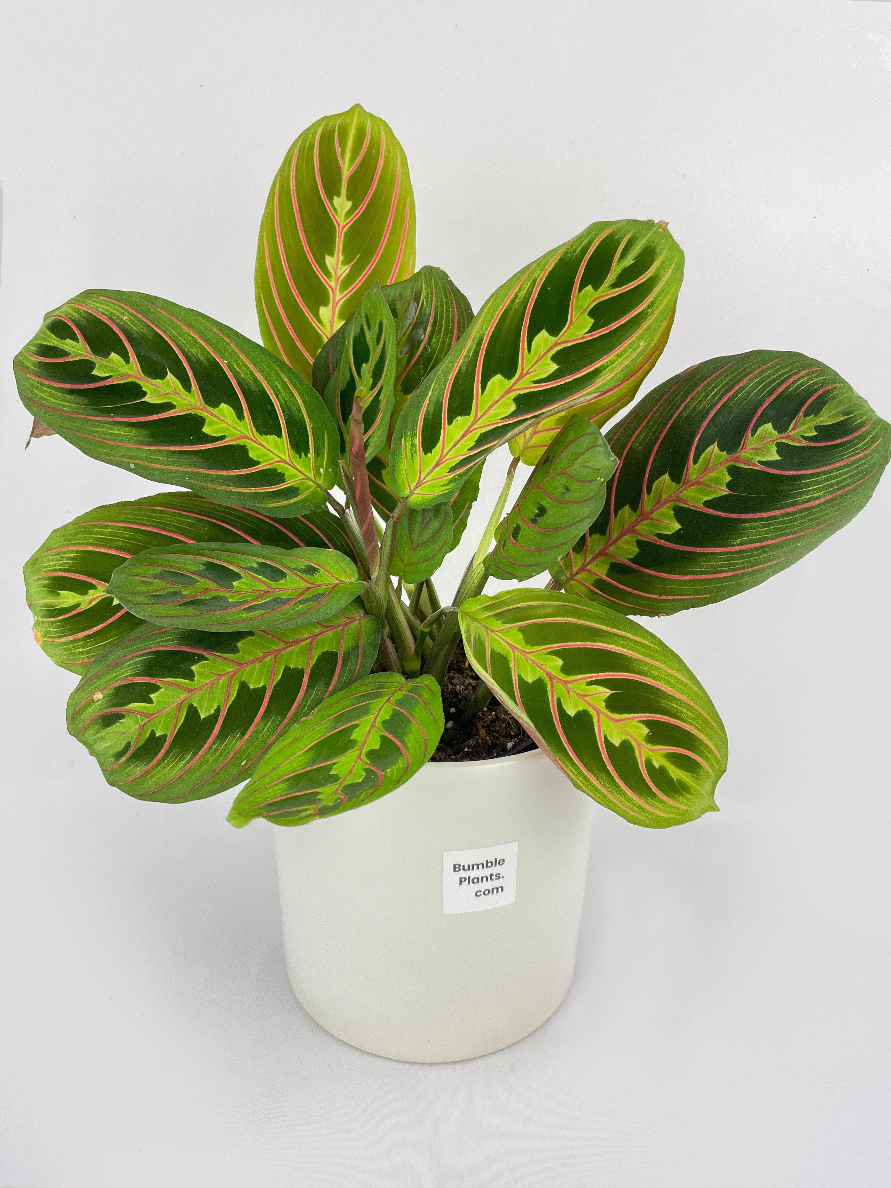 Bumble Plants 12" Red Maranta Prayer Live Plants in 6" Grower Pots ...
