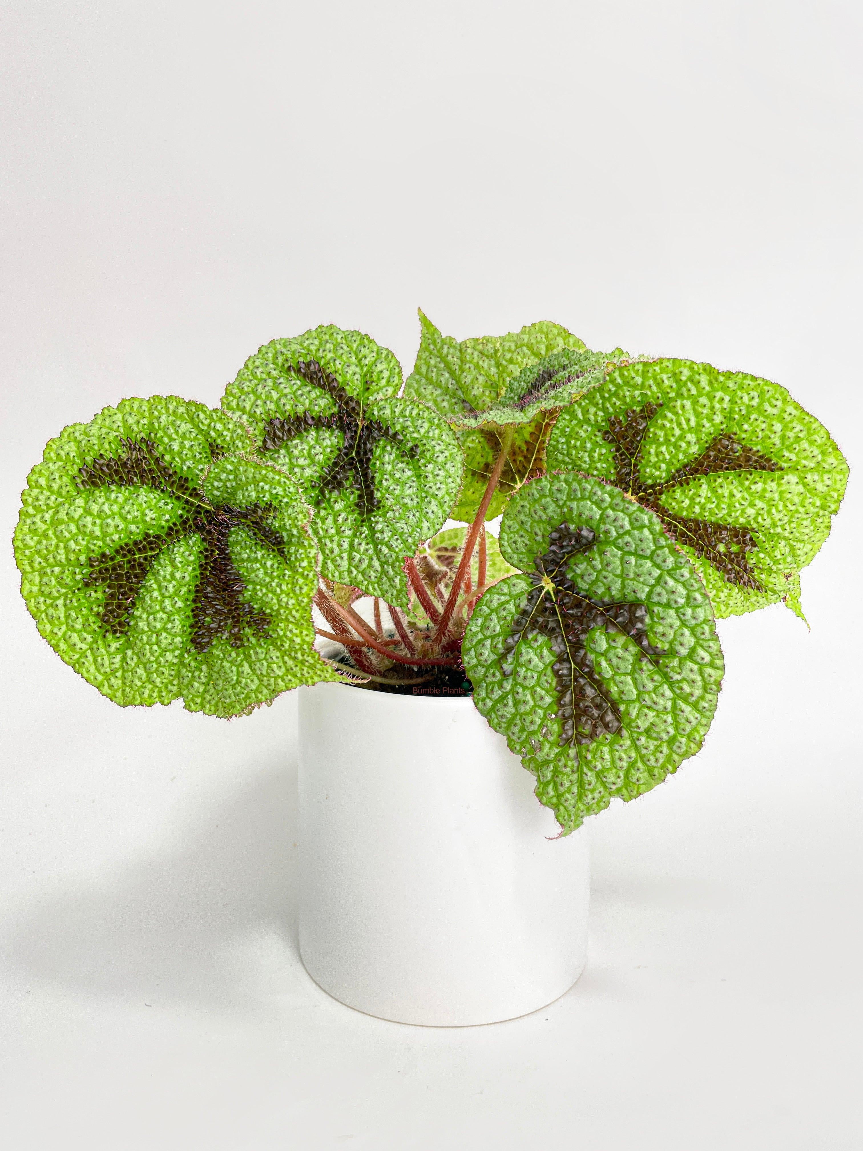 Bumble Plants 24" Iron Cross Begonia Live Plants in 4" Nursery Pots ...