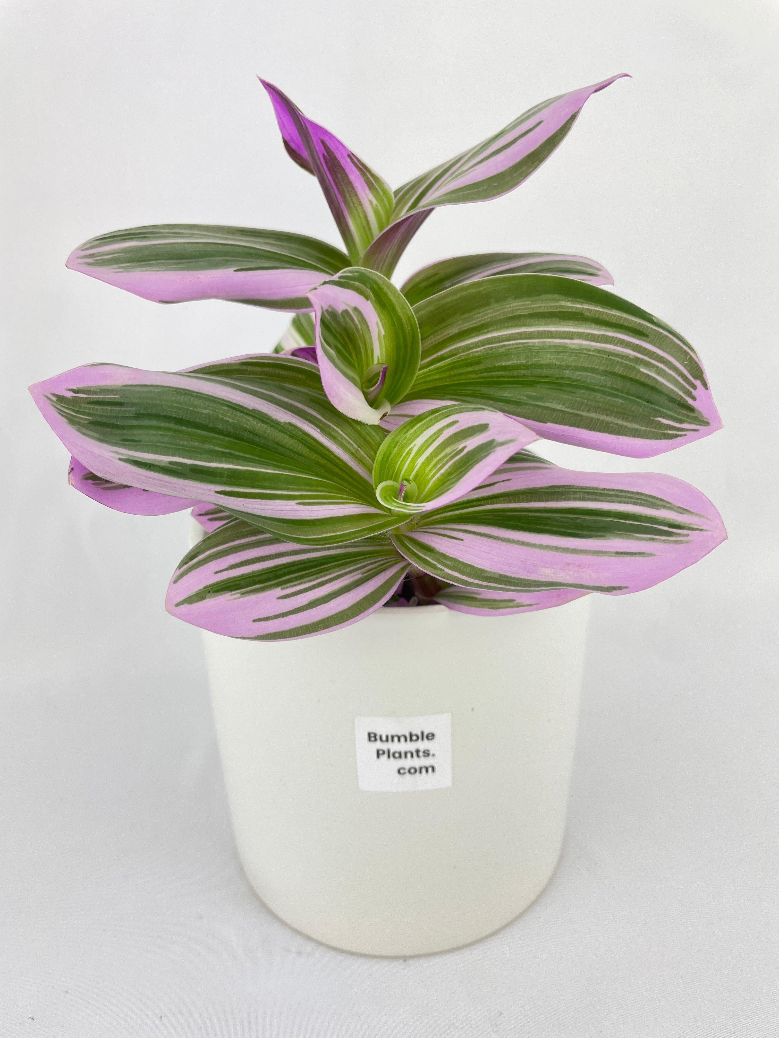 Exotic Rare Bubblegum Lilac Tradescantia - Live Potted Houseplant ...