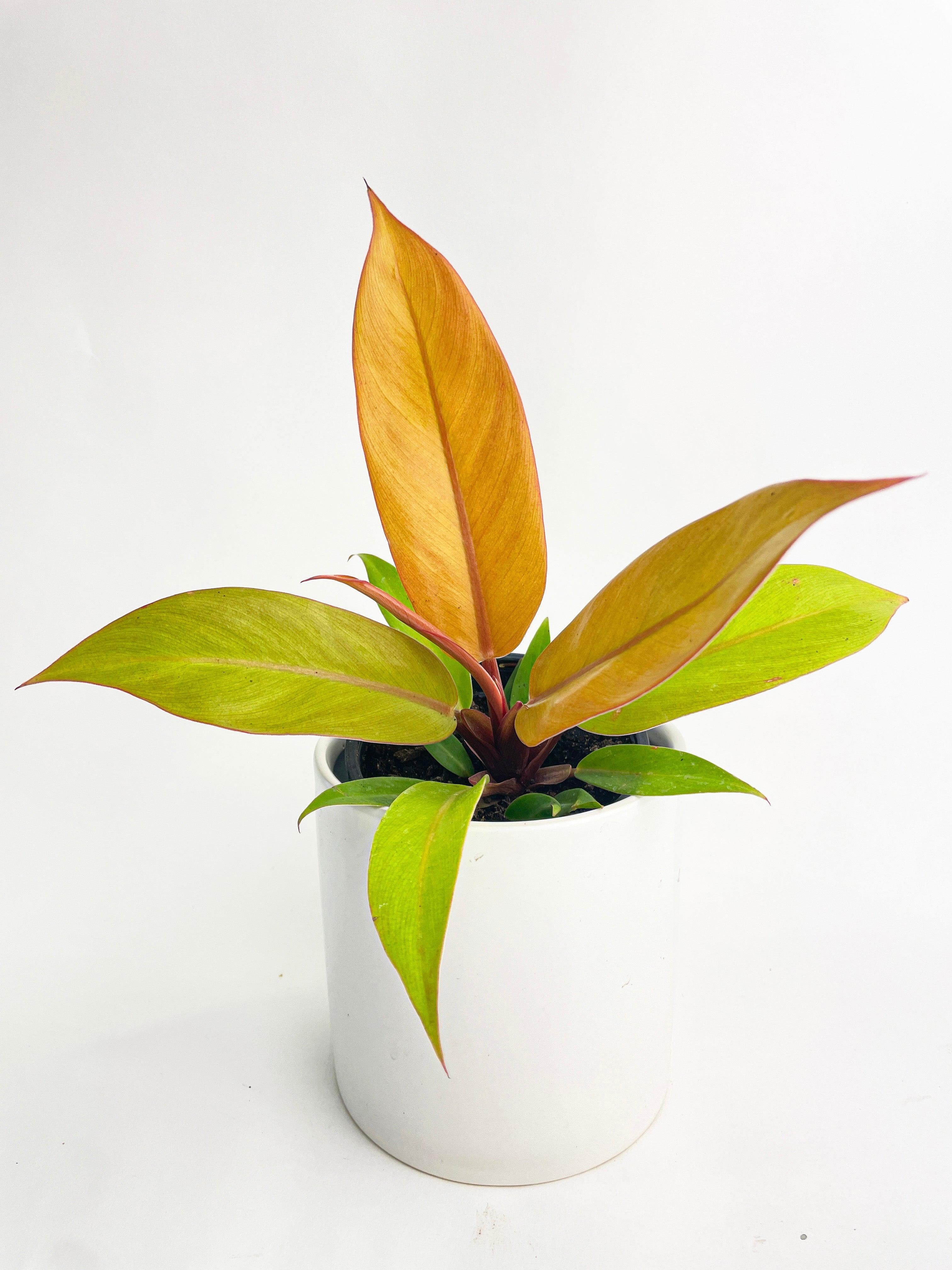 Bumble Plants 4 in Copper/Orange Prince of Orange Live Plant in 4 in ...