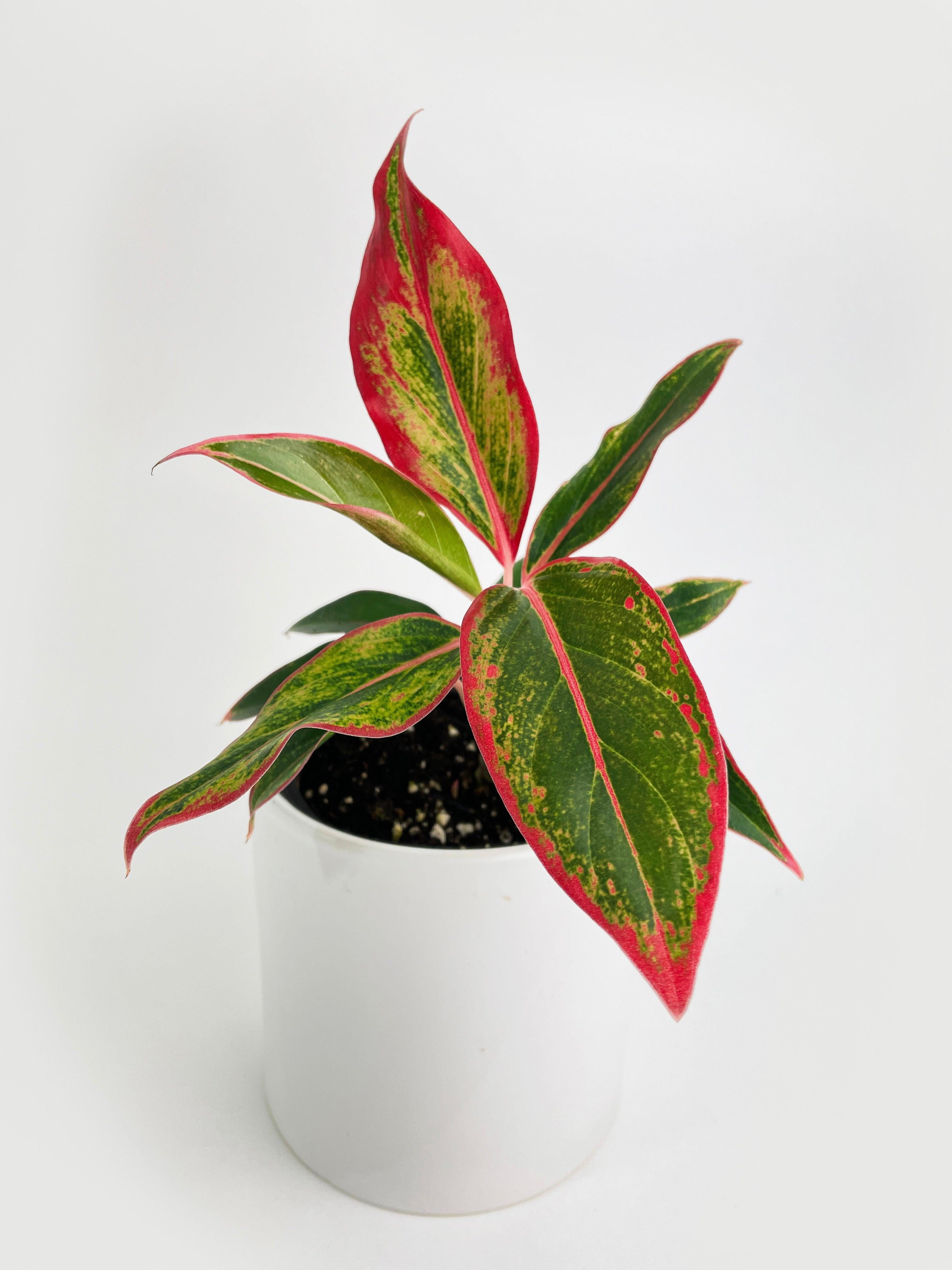 Bumble Plants Aglaonema Red Siam Aura - Full Live Colorful Houseplant ...