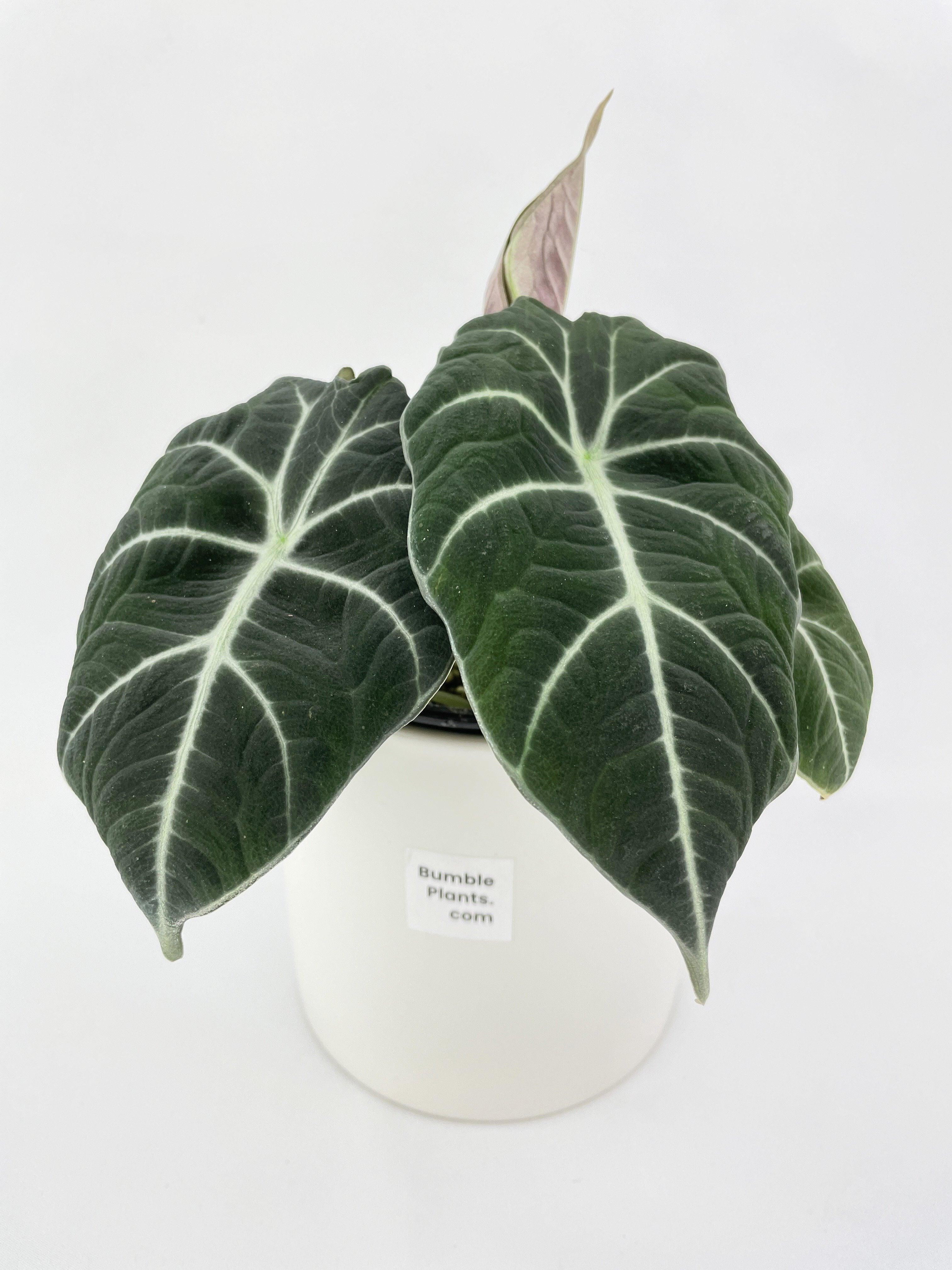 Bumble Plants Alocasia Black Velvet - Full Live Colorful Houseplant in ...