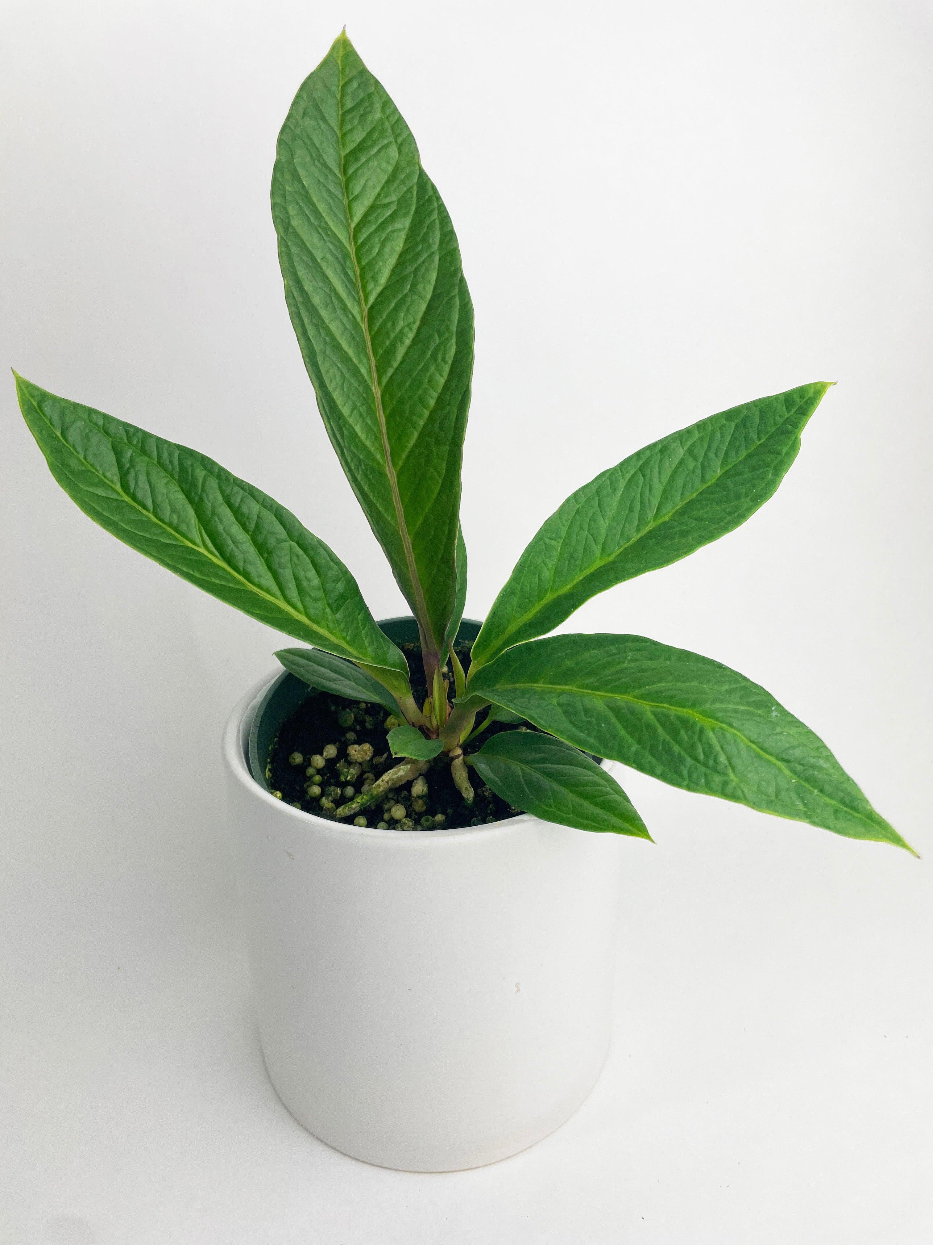 Bumble Plants Anthurium Cobra Hybrid - Full Live Colorful Houseplant in ...