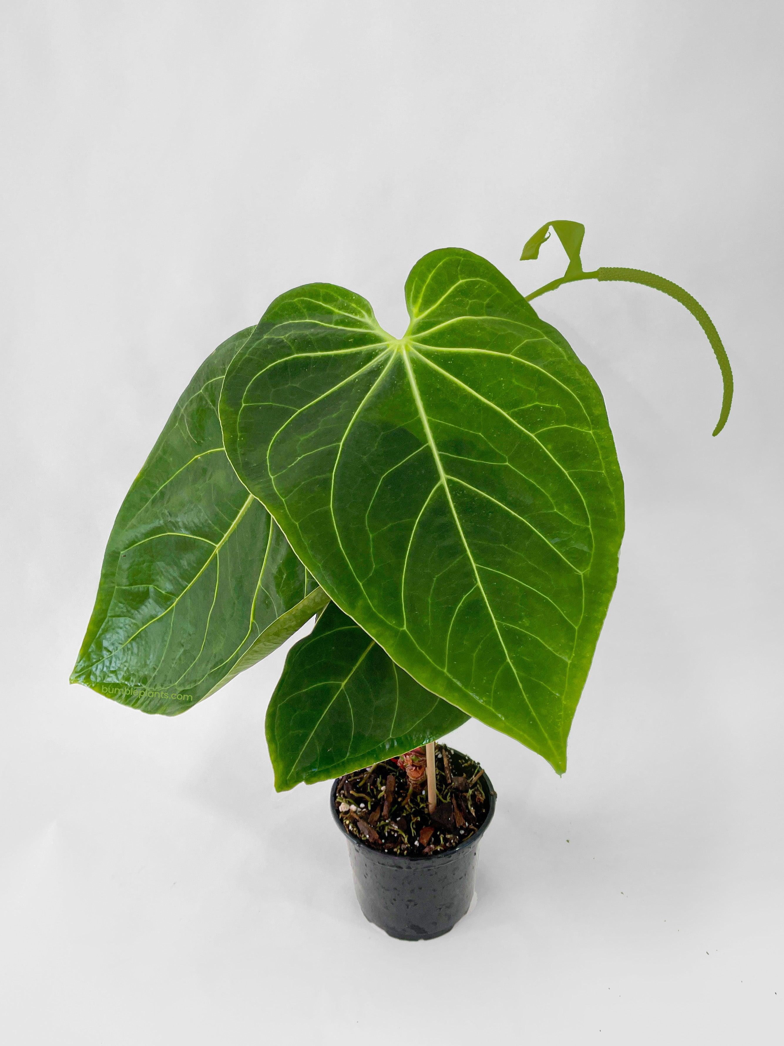 Bumble Plants Anthurium Magnificum - Full Live Colorful Houseplant in ...