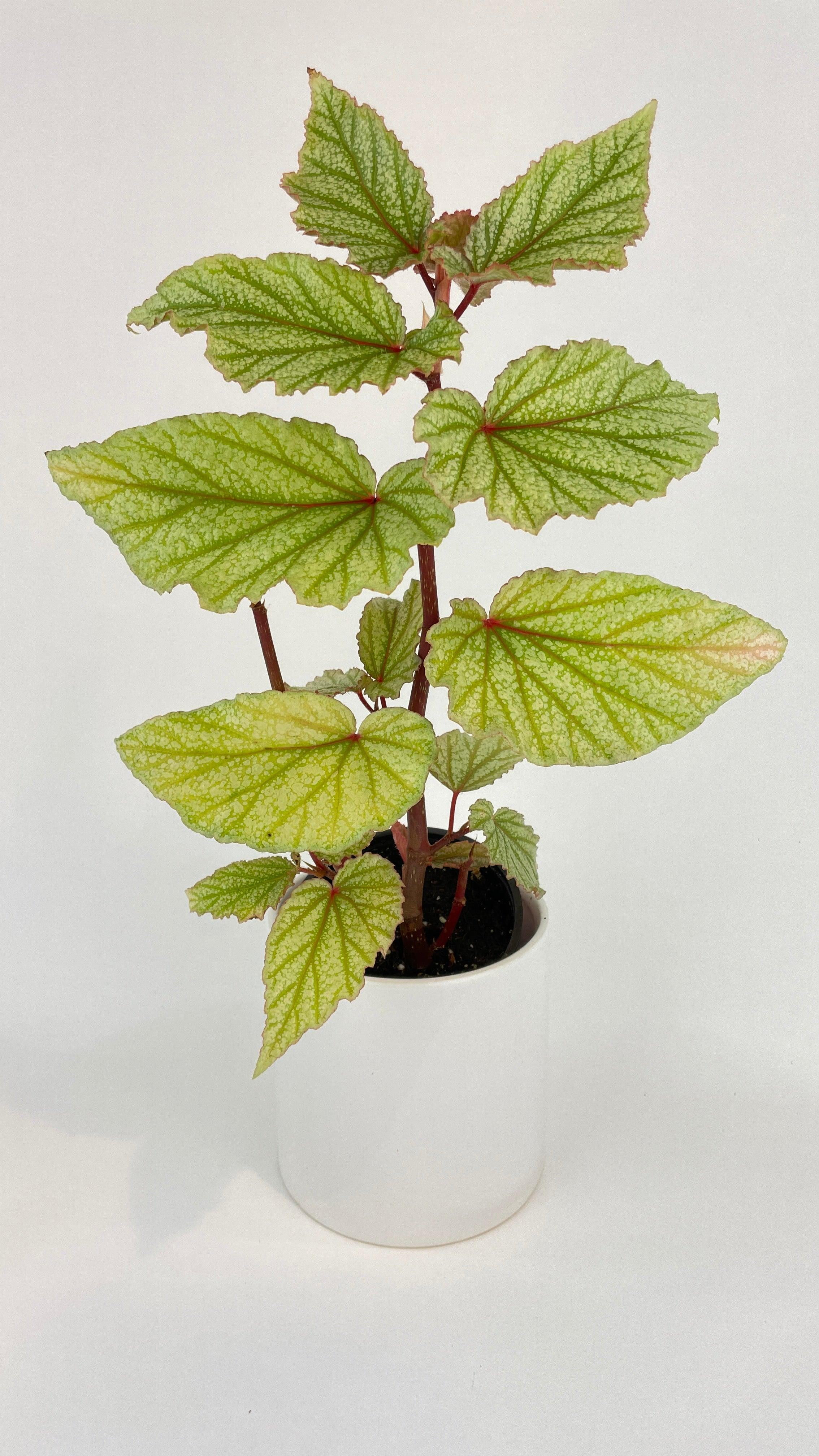 Bumble Plants Begonia Angel Wings “Frosty” - Full Live Colorful ...