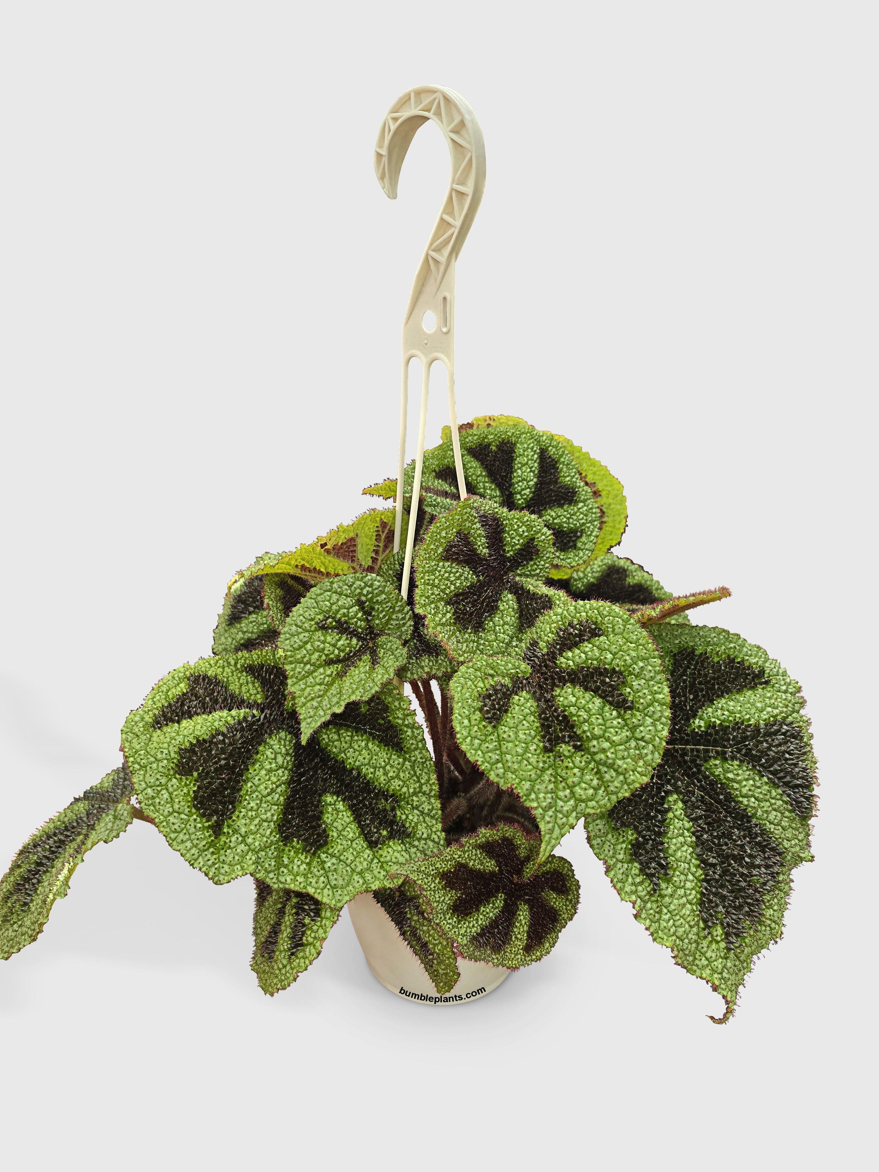 Bumble Plants Begonia Masoniana 'Iron Cross' - Full Live Colorful ...