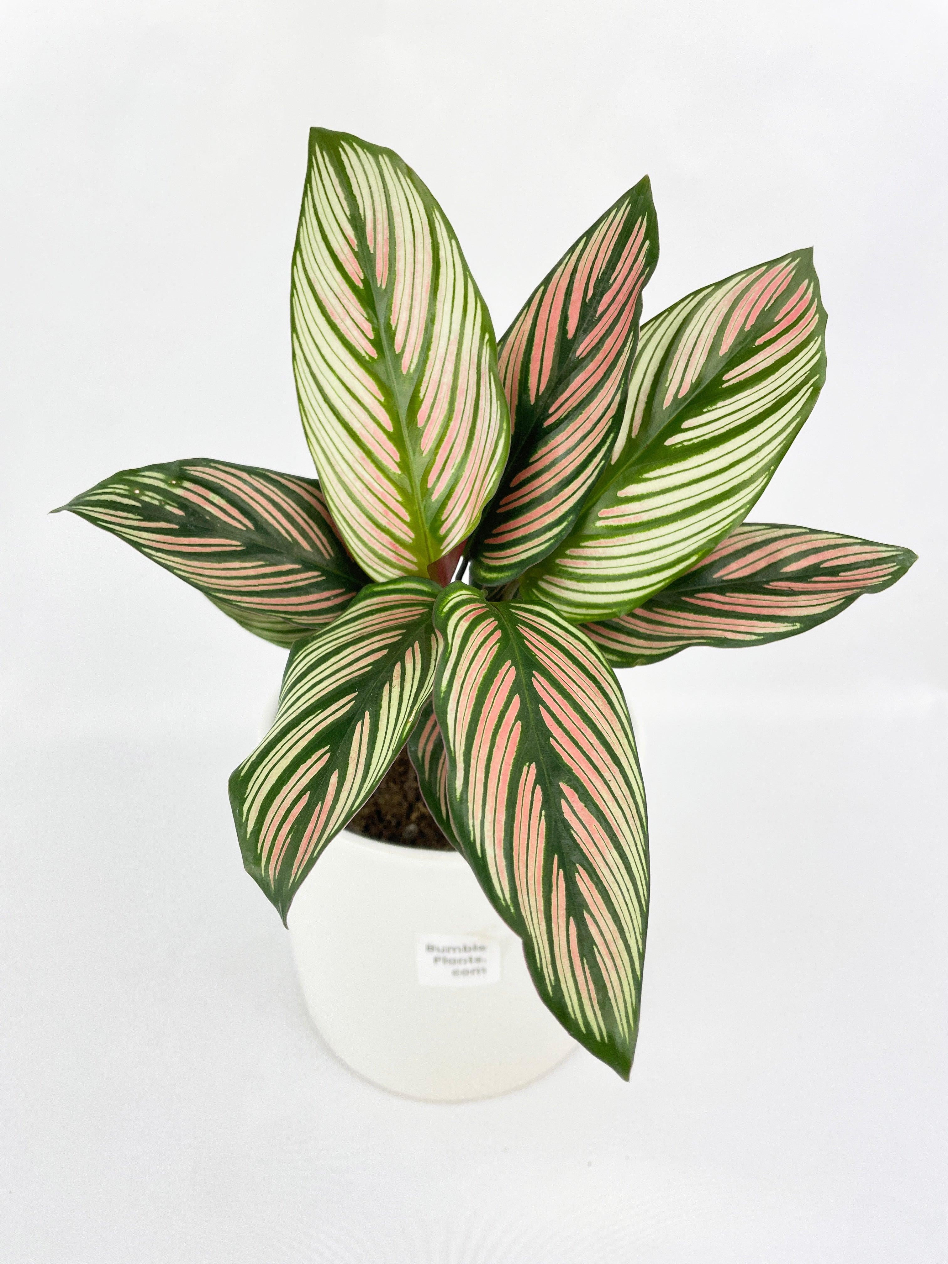 Bumble Plants Calathea Majestica 'White Star' - Full Live Colorful ...