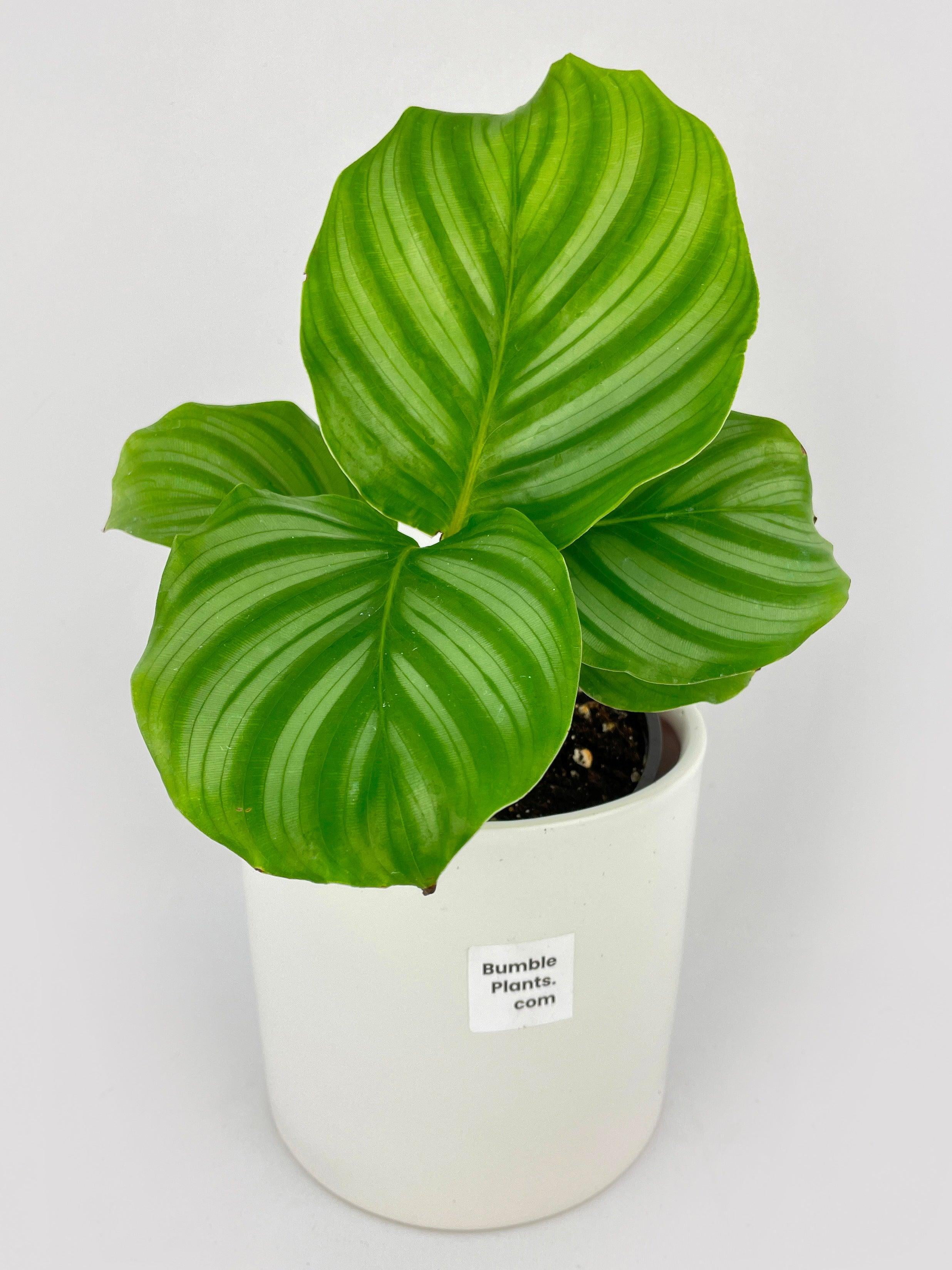 Bumble Plants Calathea Orbifolia - Full Live Colorful Houseplant in ...