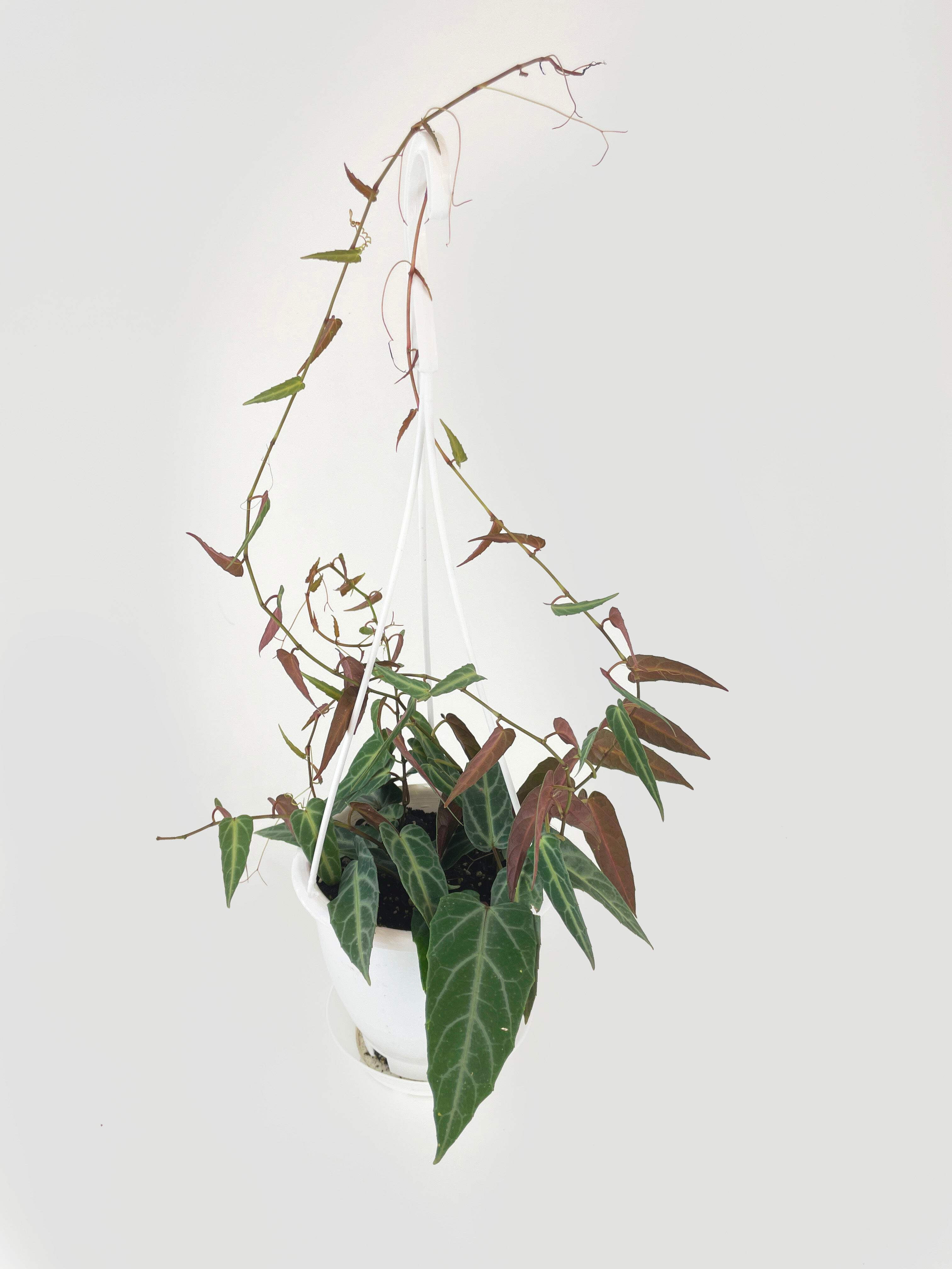 Bumble Plants Cissus Amazonica - Full Live Colorful Houseplant in ...