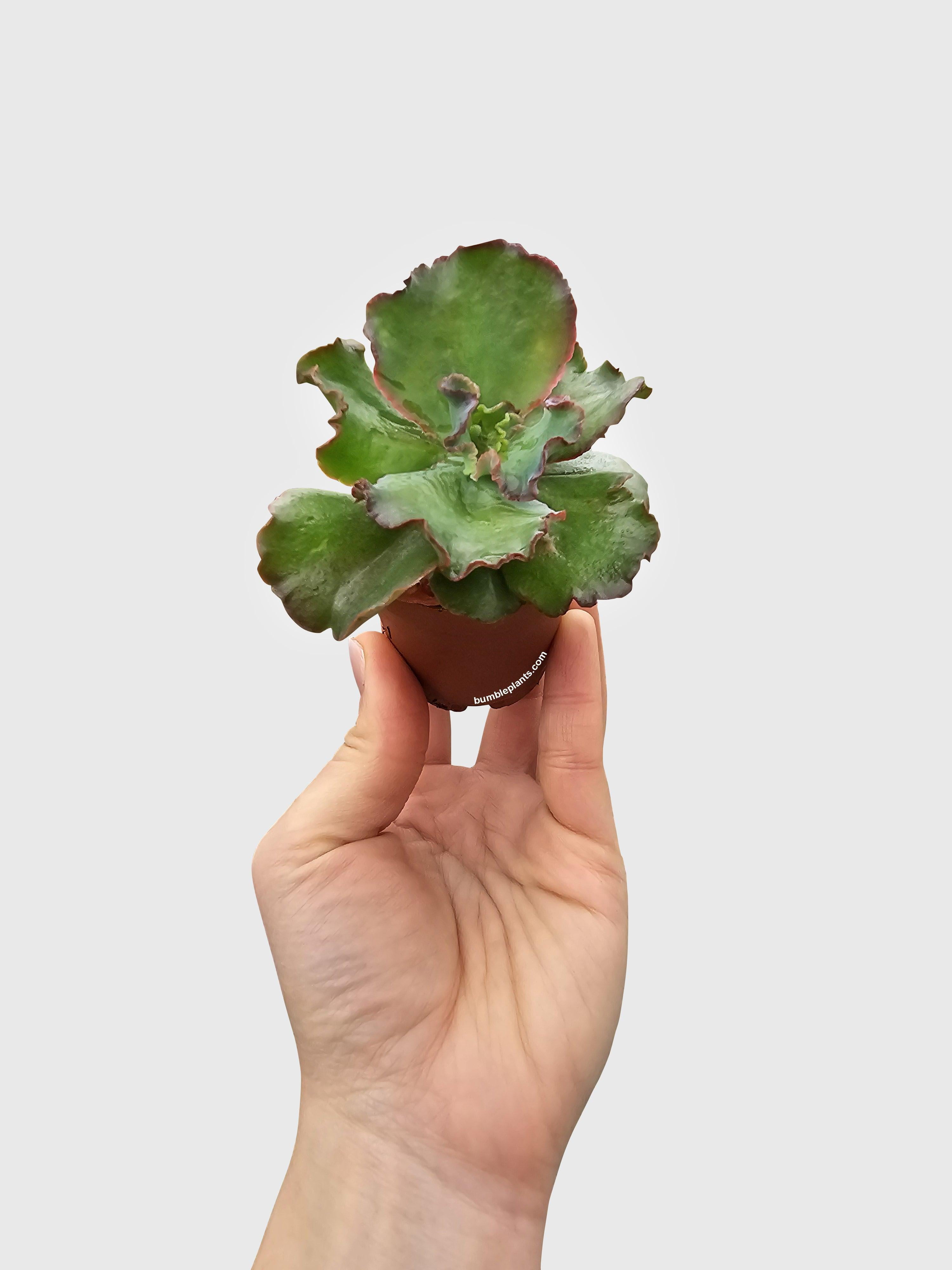 Bumble Plants Echeveria Zorro Succulent - Full Live Colorful Houseplant ...