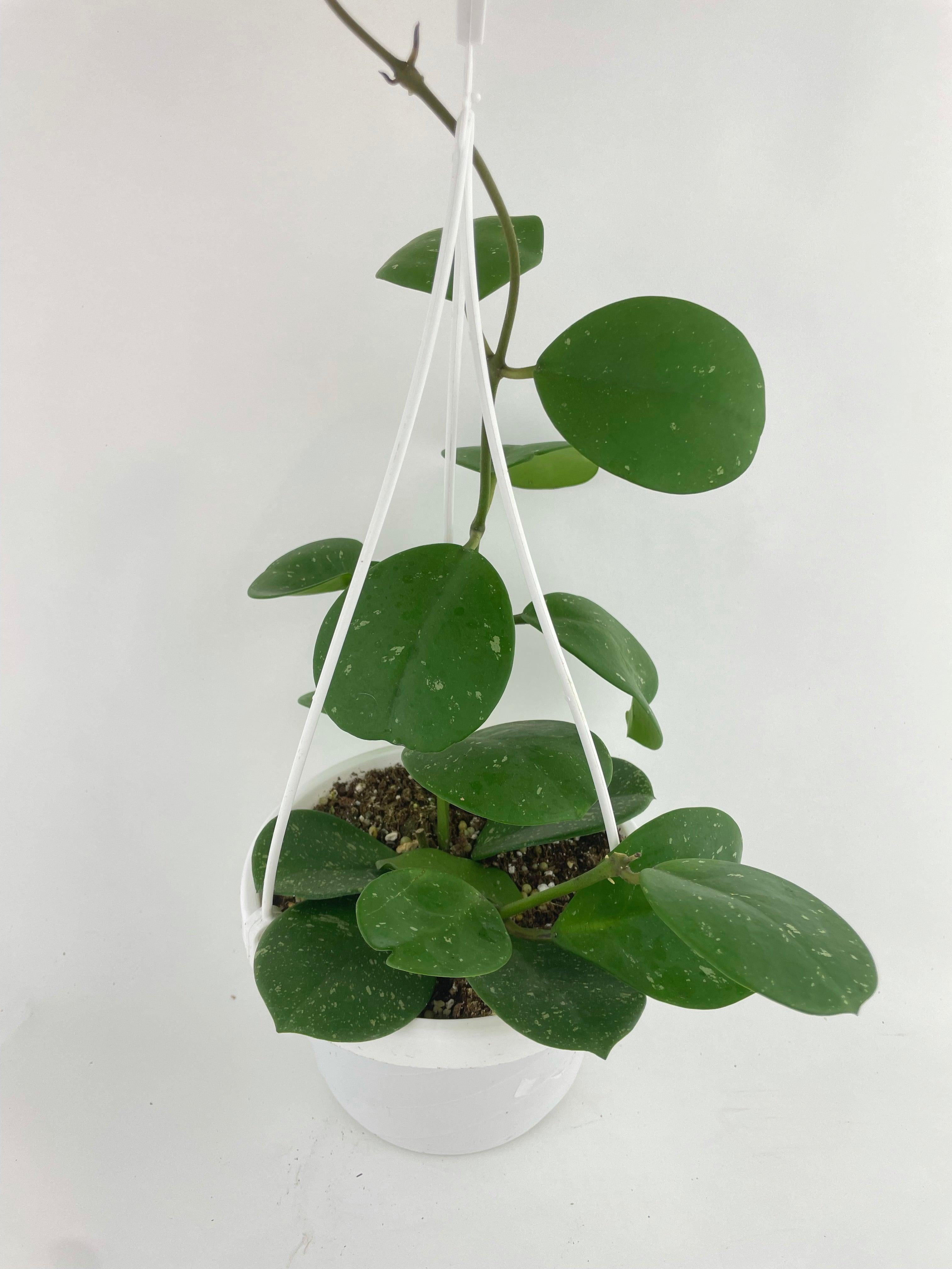 Bumble Plants Hoya Obovata Splash - Full Live Colorful Houseplant in ...