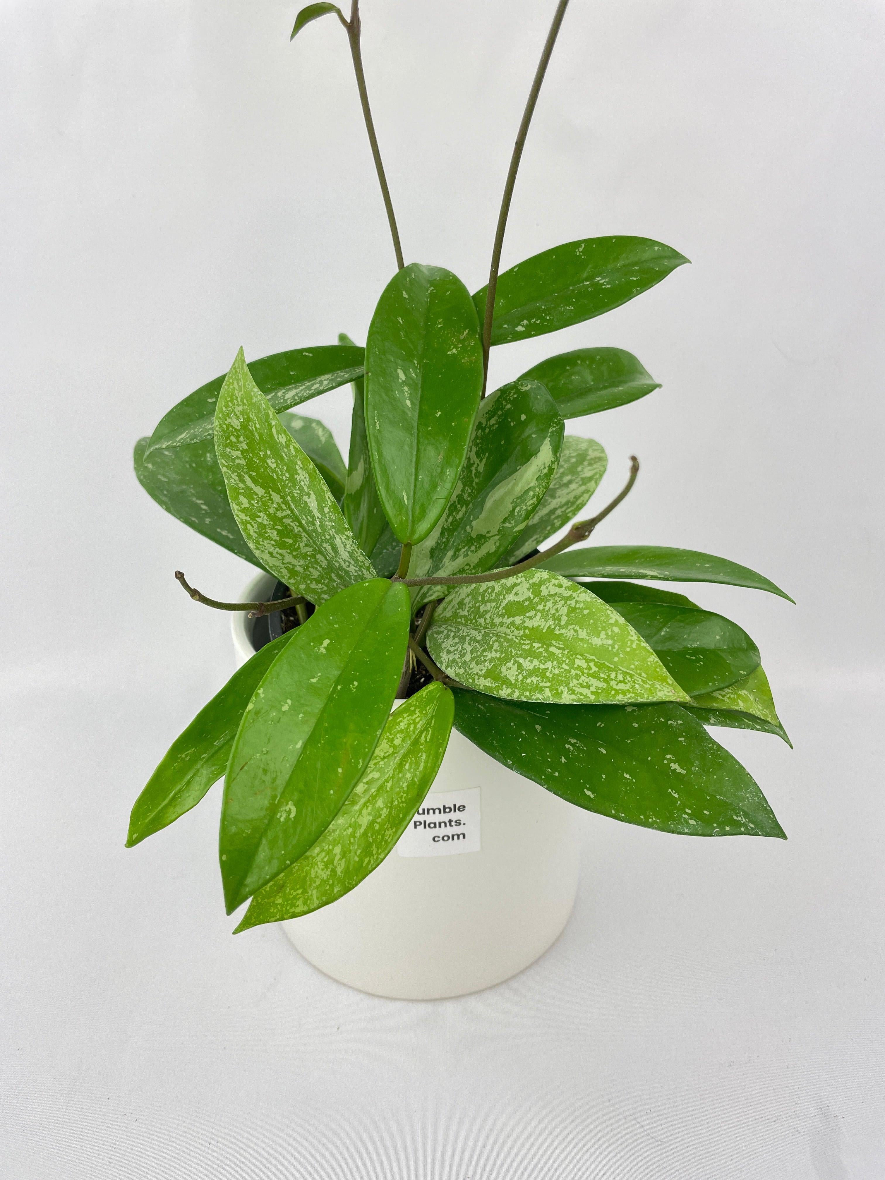 Bumble Plants Hoya Pubicalyx Splash - Full Live Colorful Houseplant in ...
