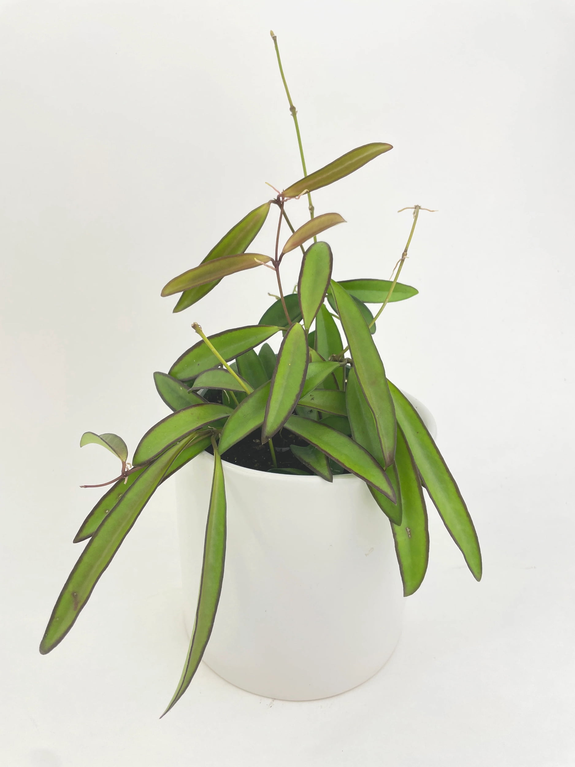 Bumble Plants Hoya Wayetii - Full Live Colorful Houseplant in Nursery ...