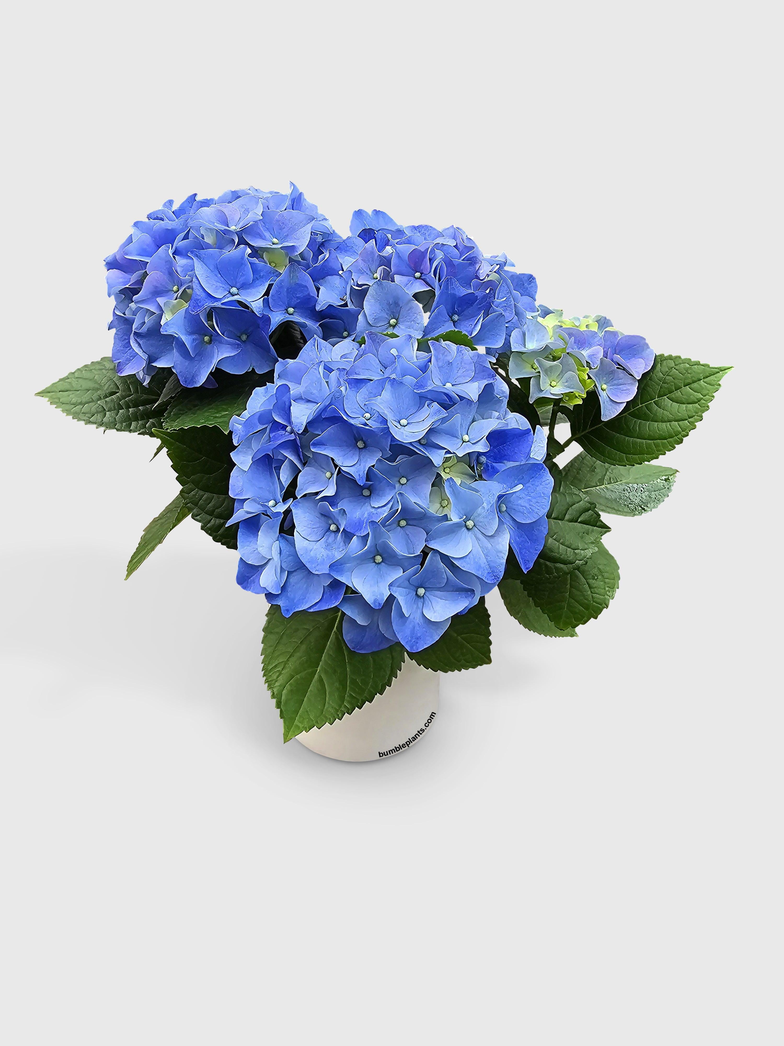 Bumble Plants Hydrangea Flowering Plant - Full Live Colorful Houseplant ...
