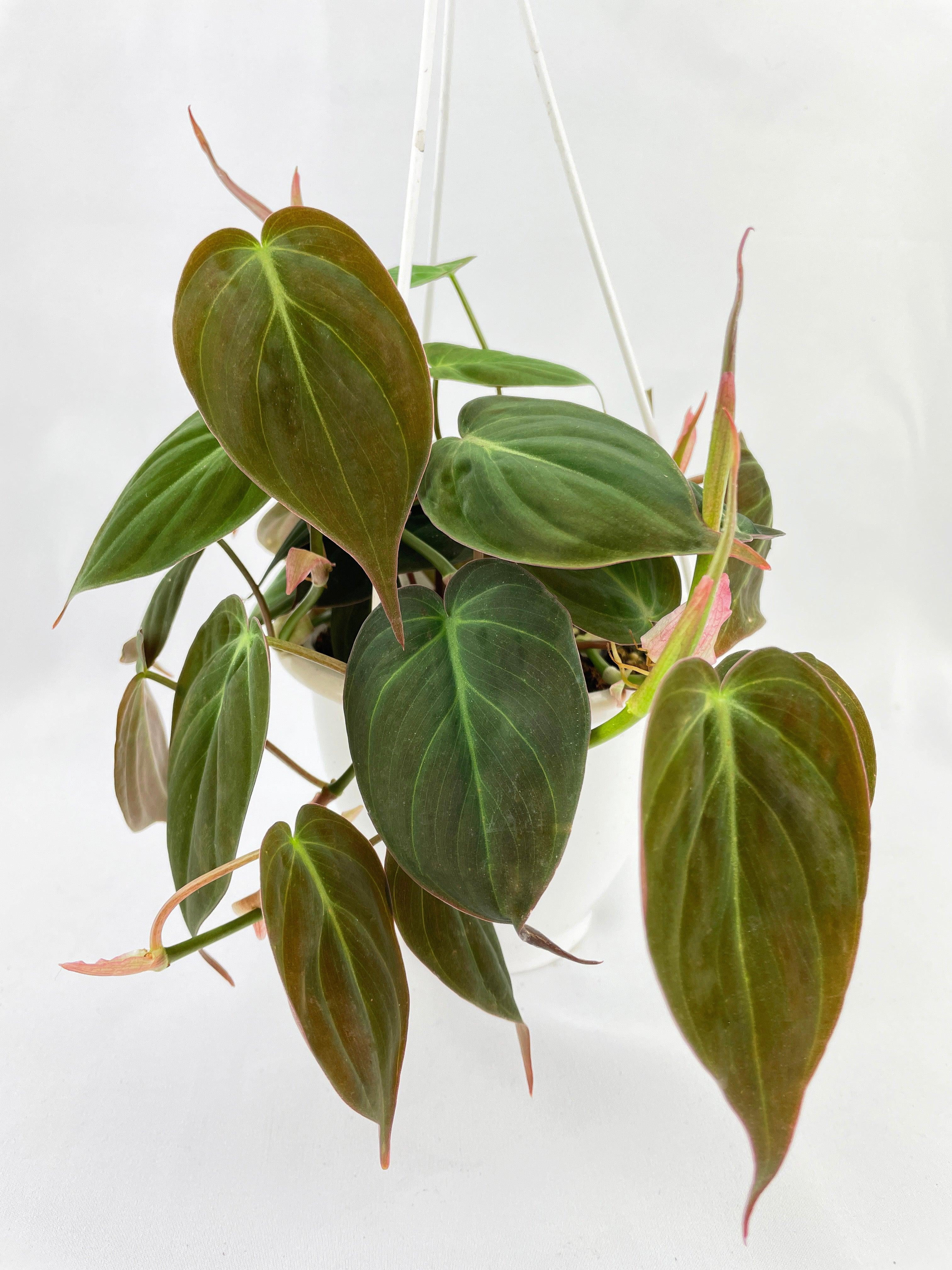 Bumble Plants INACTIVE_ Philodendron Micans - Full Live Colorful ...