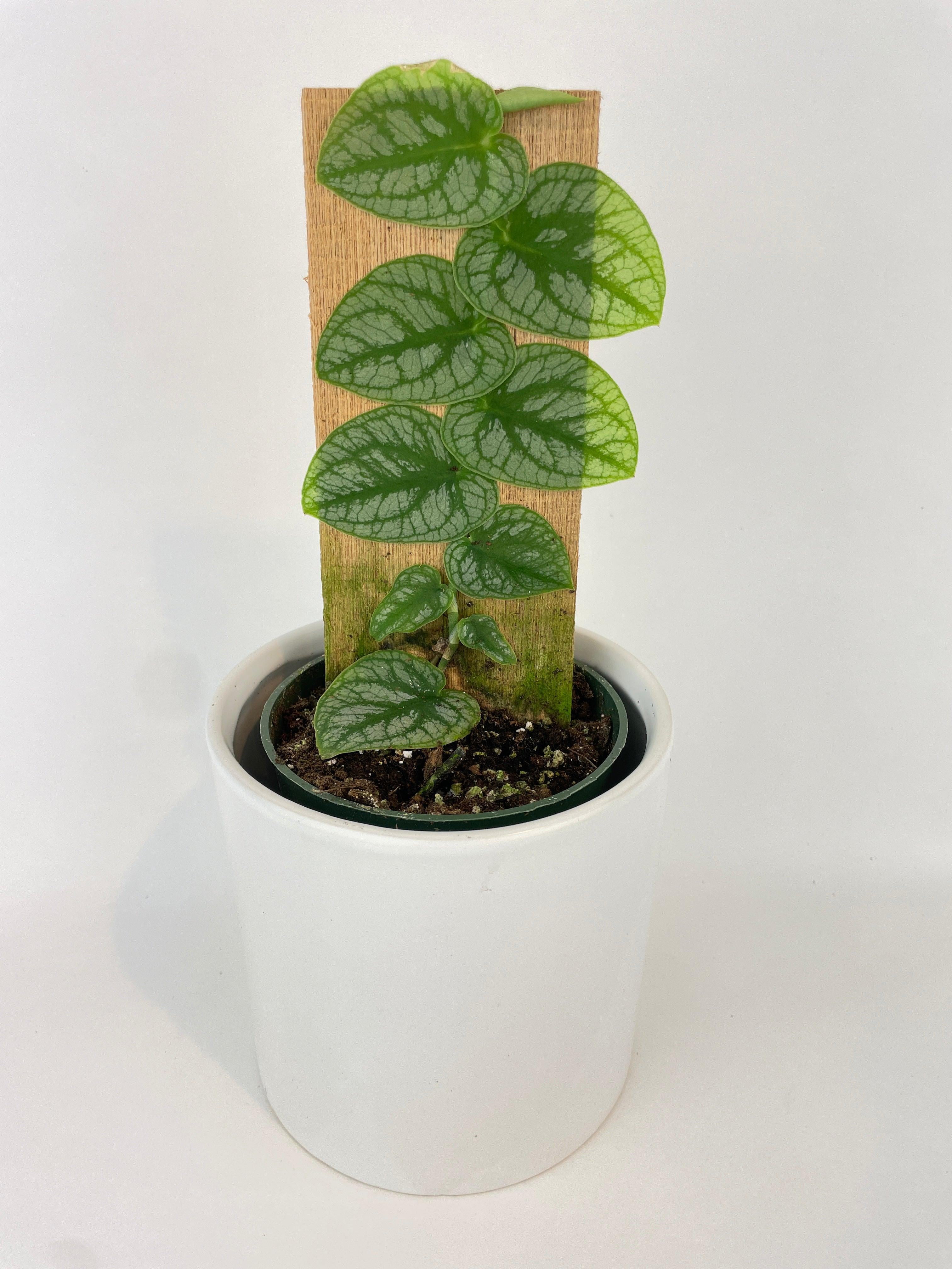 Bumble Plants Monstera Dubia - Full Live Colorful Houseplant in Nursery ...