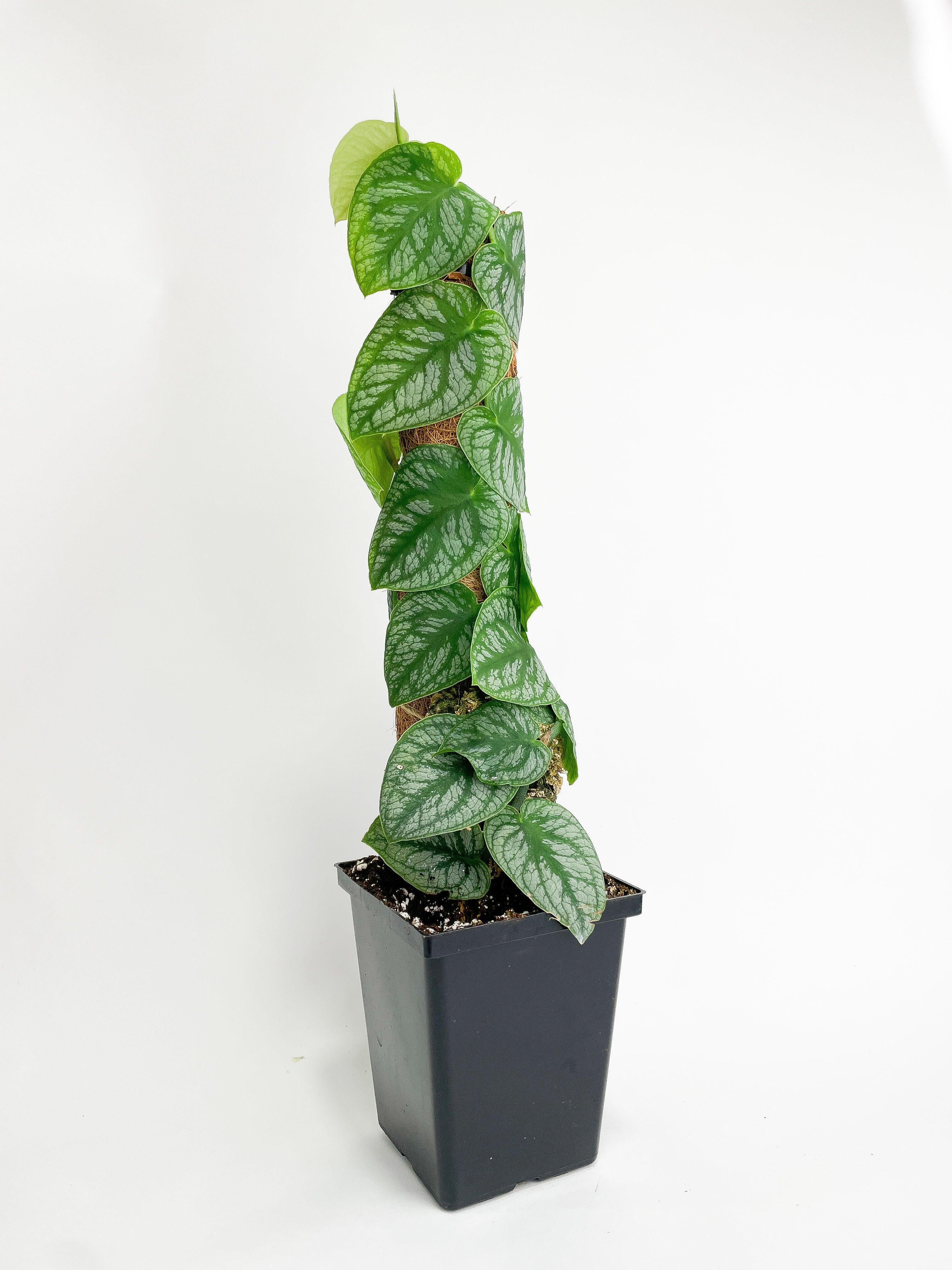 Bumble Plants Monstera Dubia - Full Live Colorful Houseplant in Nursery ...