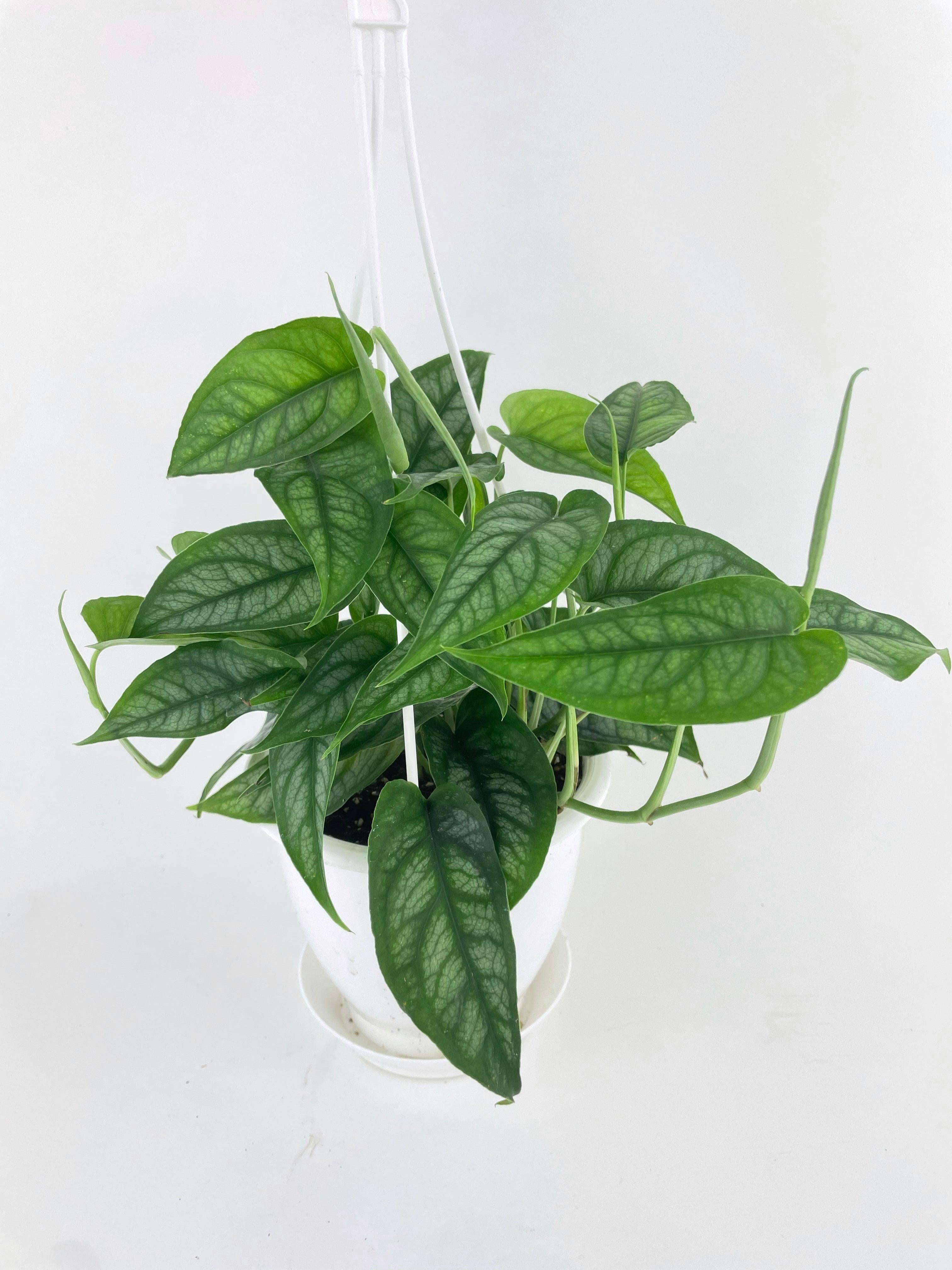 Bumble Plants Monstera Siltepecana Live Plant in 45" Hanging Pot, Rare ...