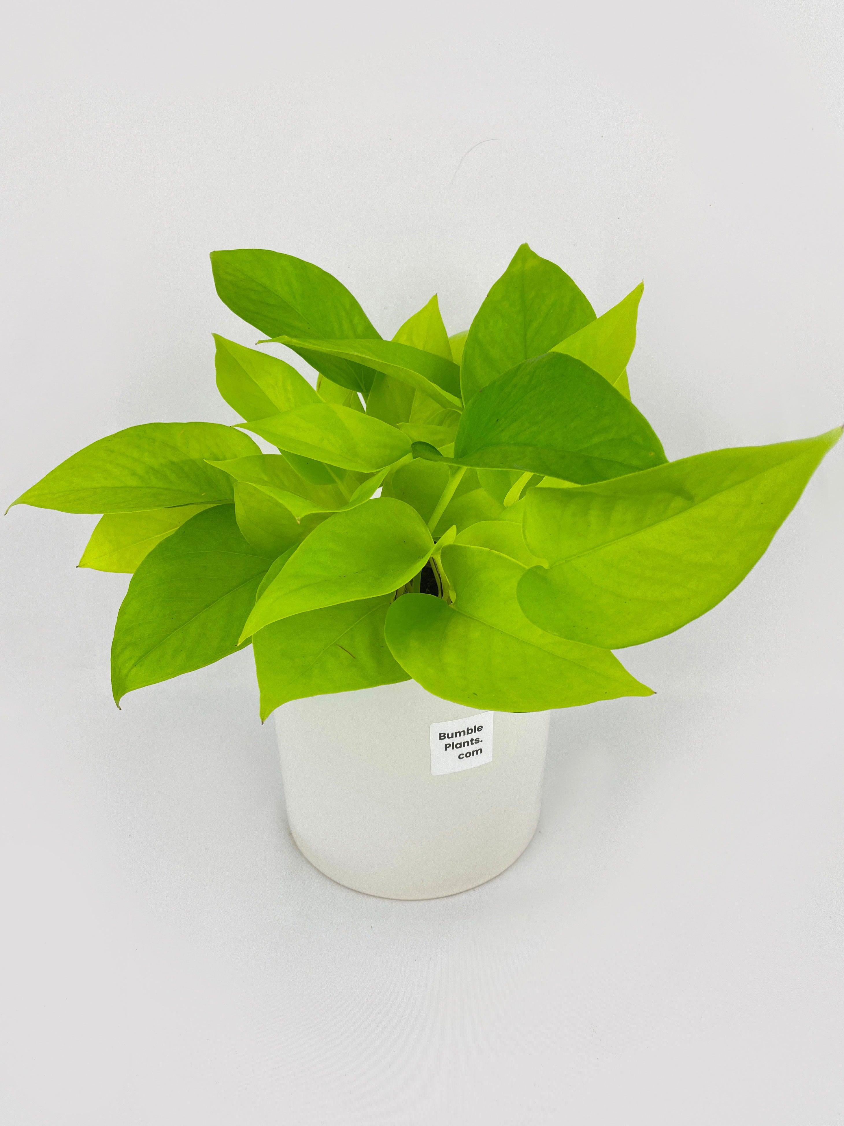 Bumble Plants Neon Lemon Lime Pothos - Full Live Colorful Houseplant in ...