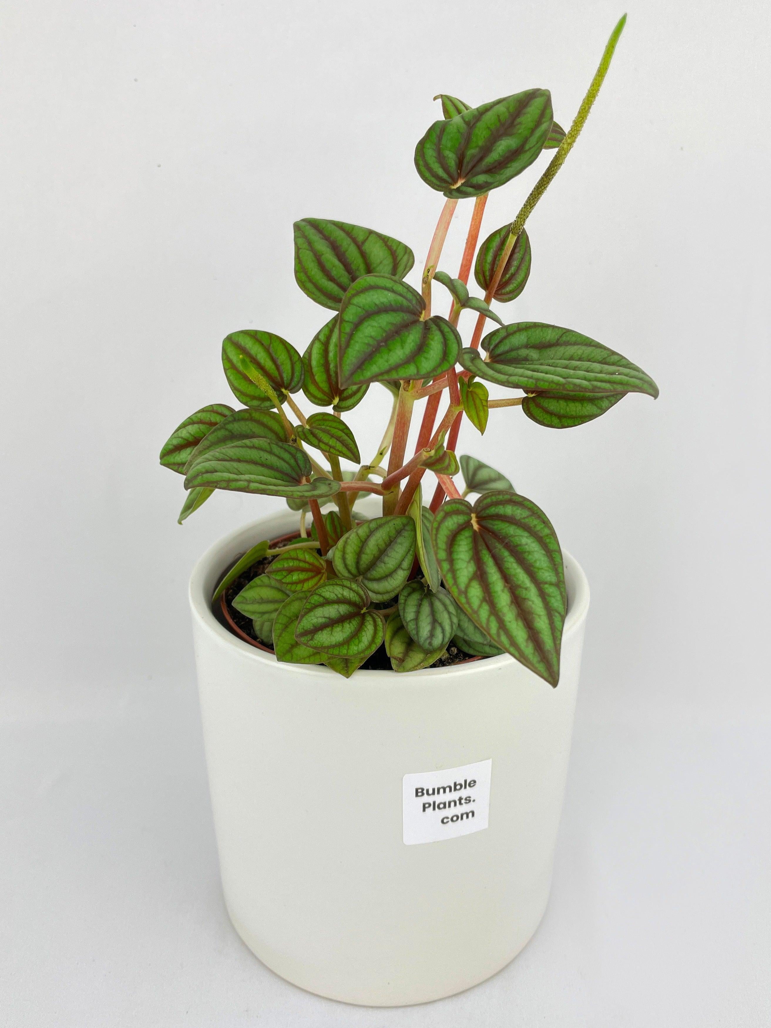 Bumble Plants Peperomia Piccolo Banda - Full Live Colorful Houseplant ...