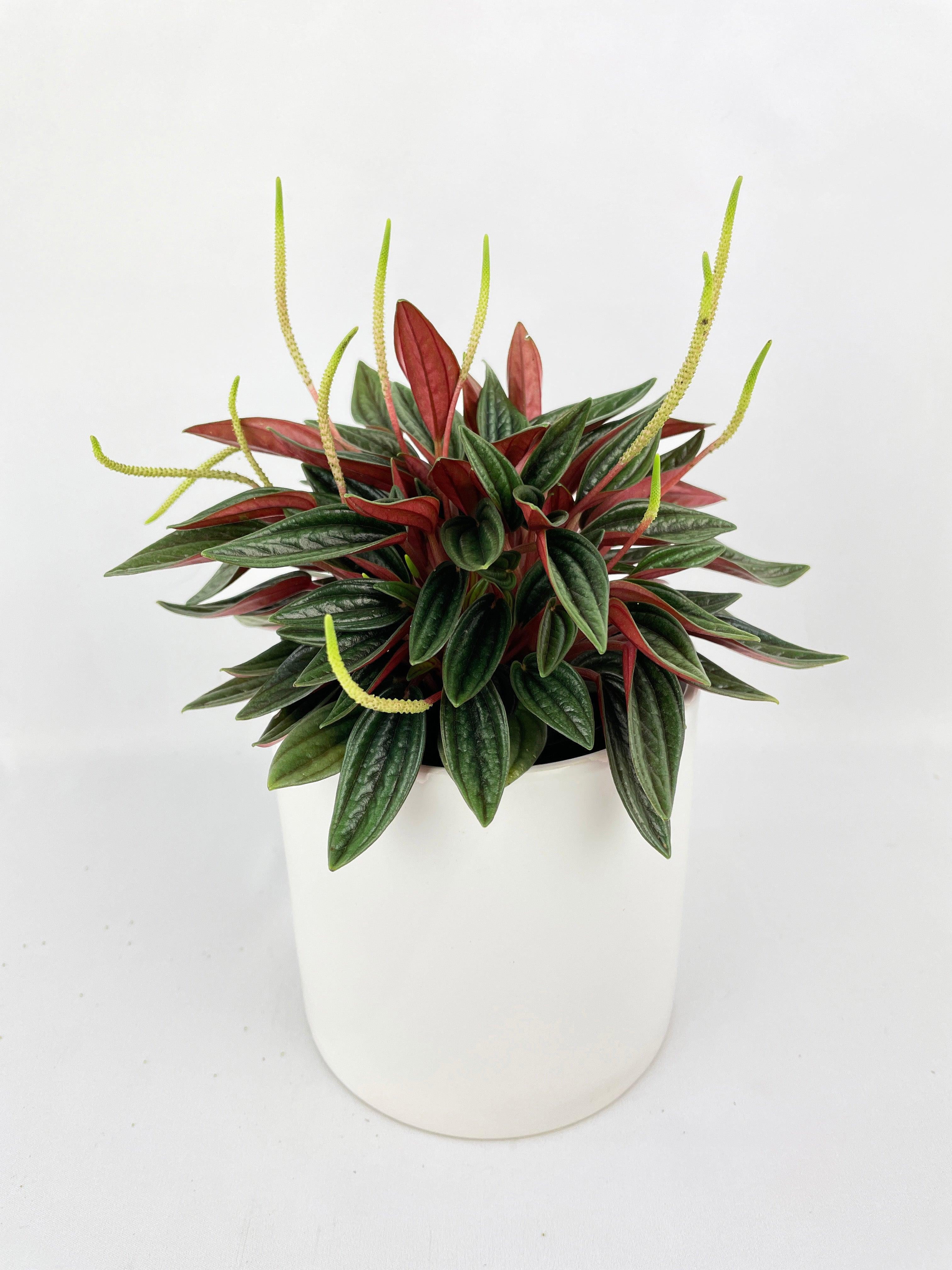 Bumble Plants Peperomia Rosso - Full Live Colorful Houseplant in ...