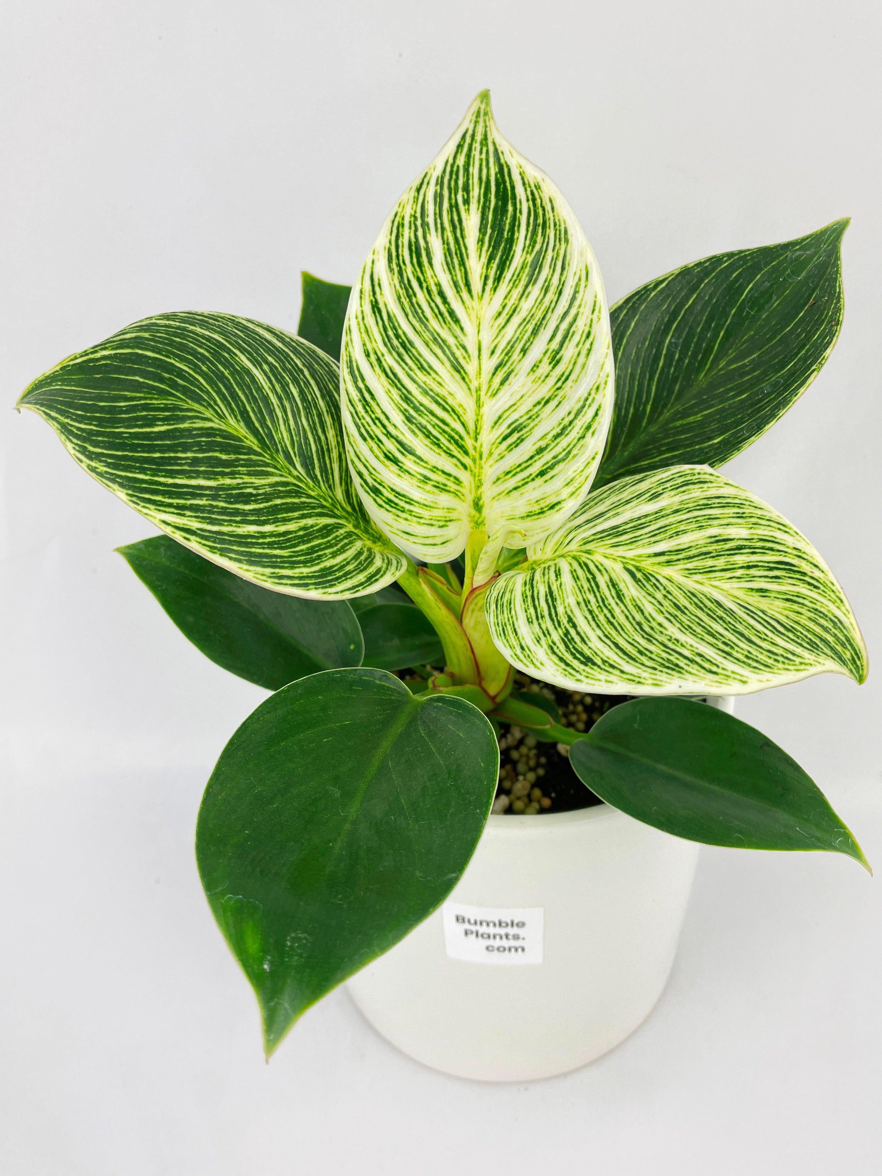 Bumble Plants Philodendron Birkin Variegated, Live Indoor Houseplant ...