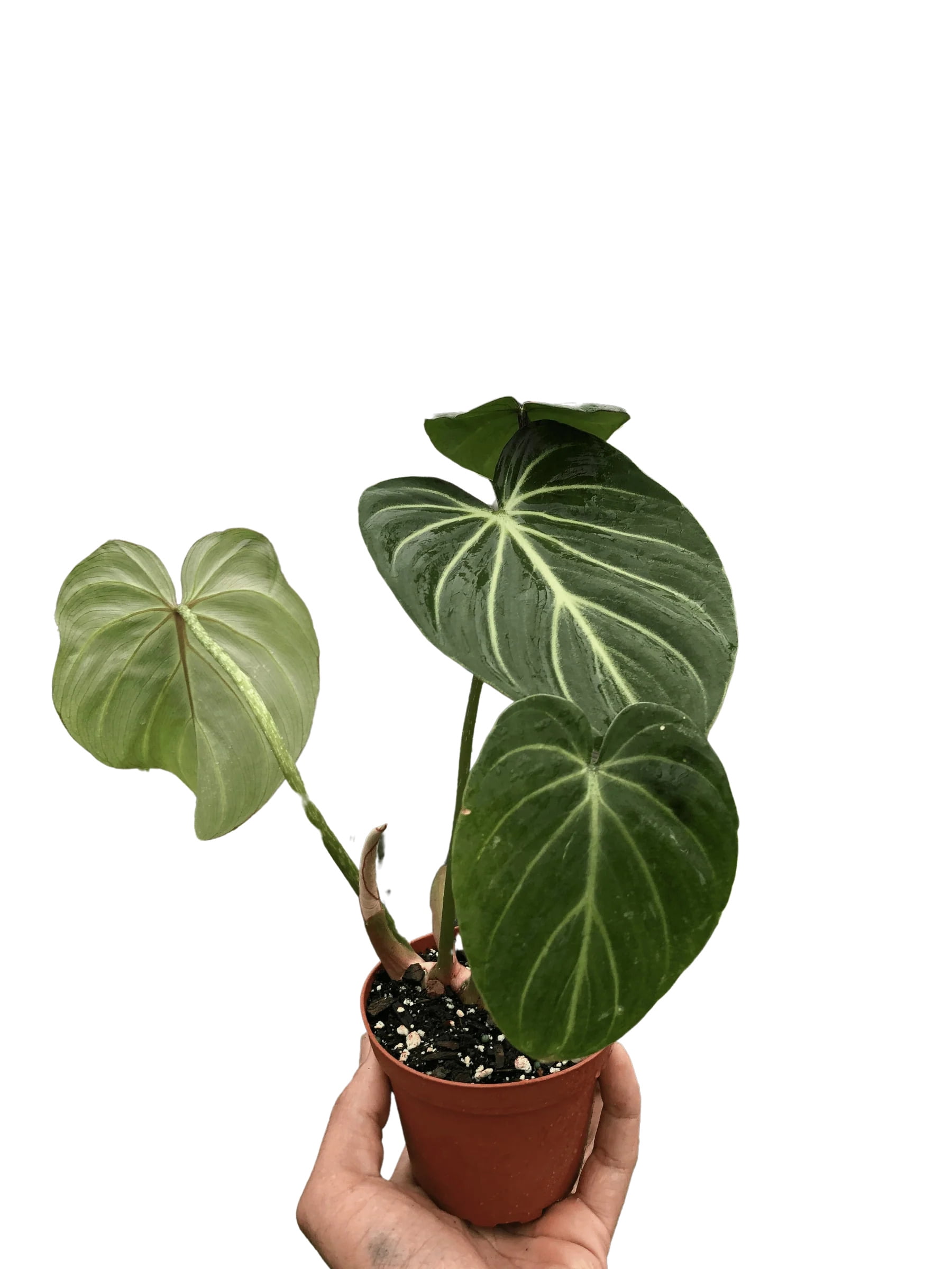 Bumble Plants Philodendron Gloriosum - Full Live Colorful Houseplant in ...