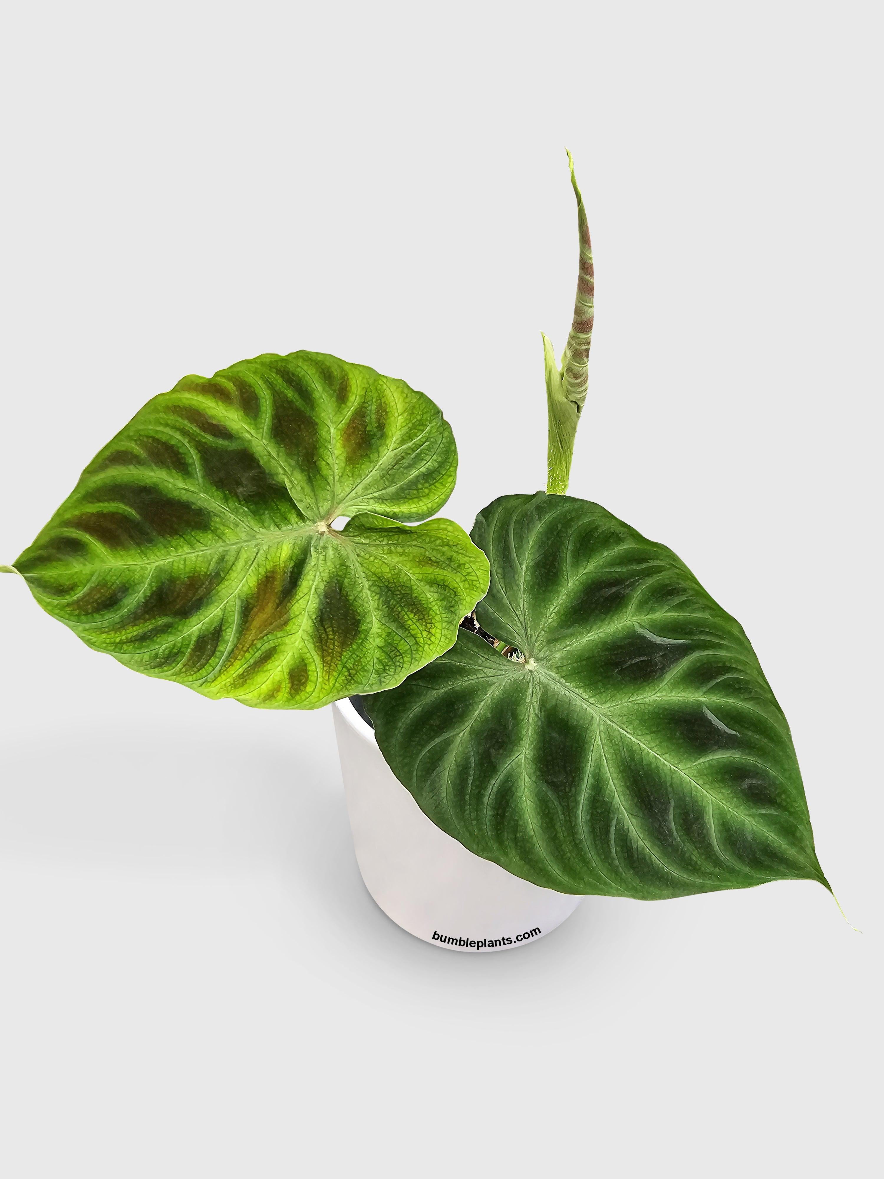 Bumble Plants Philodendron Verrucosum - Full Live Colorful Houseplant ...
